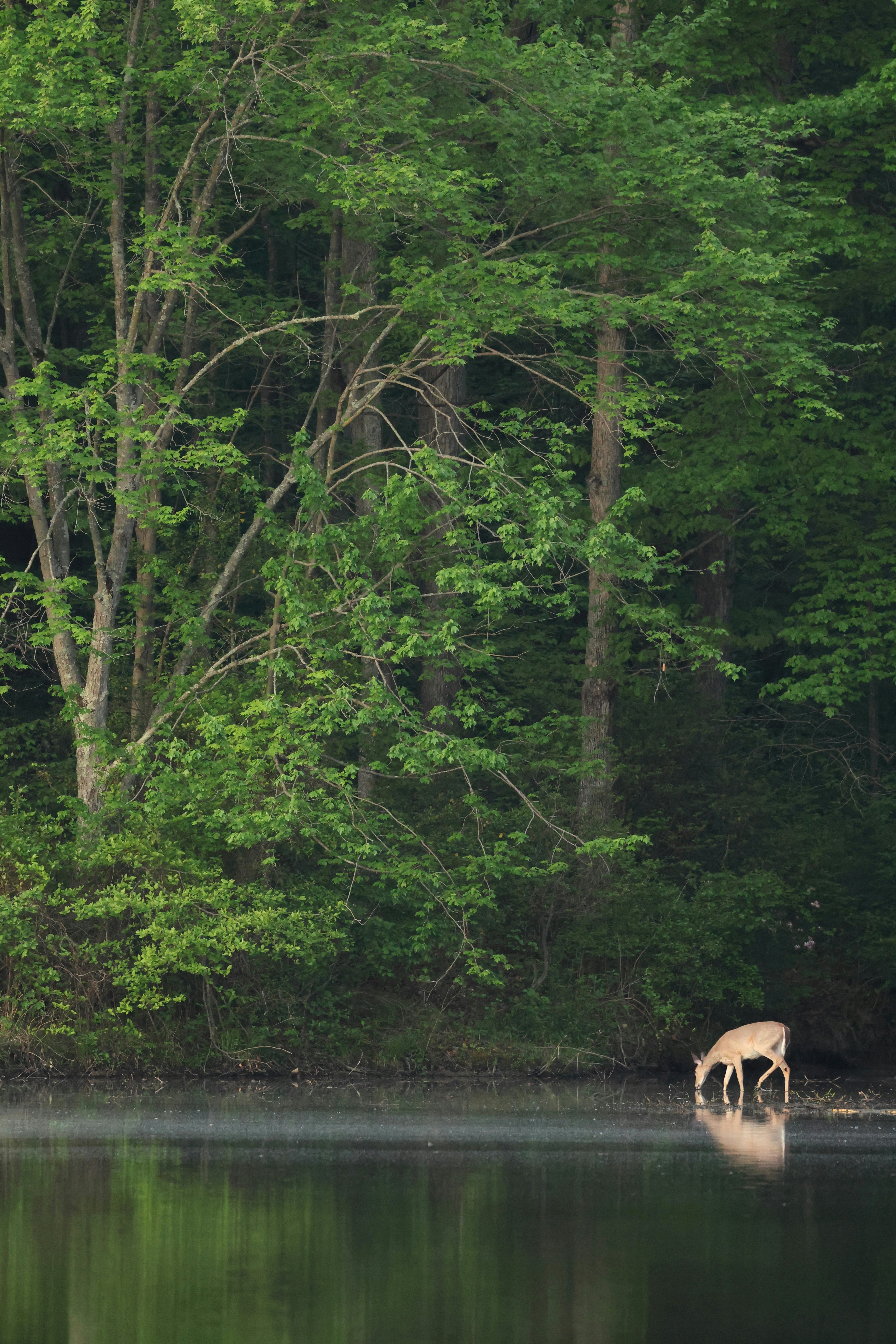 Quiet Riverbank Stag: A Deer Quietly Drinks at Dusk