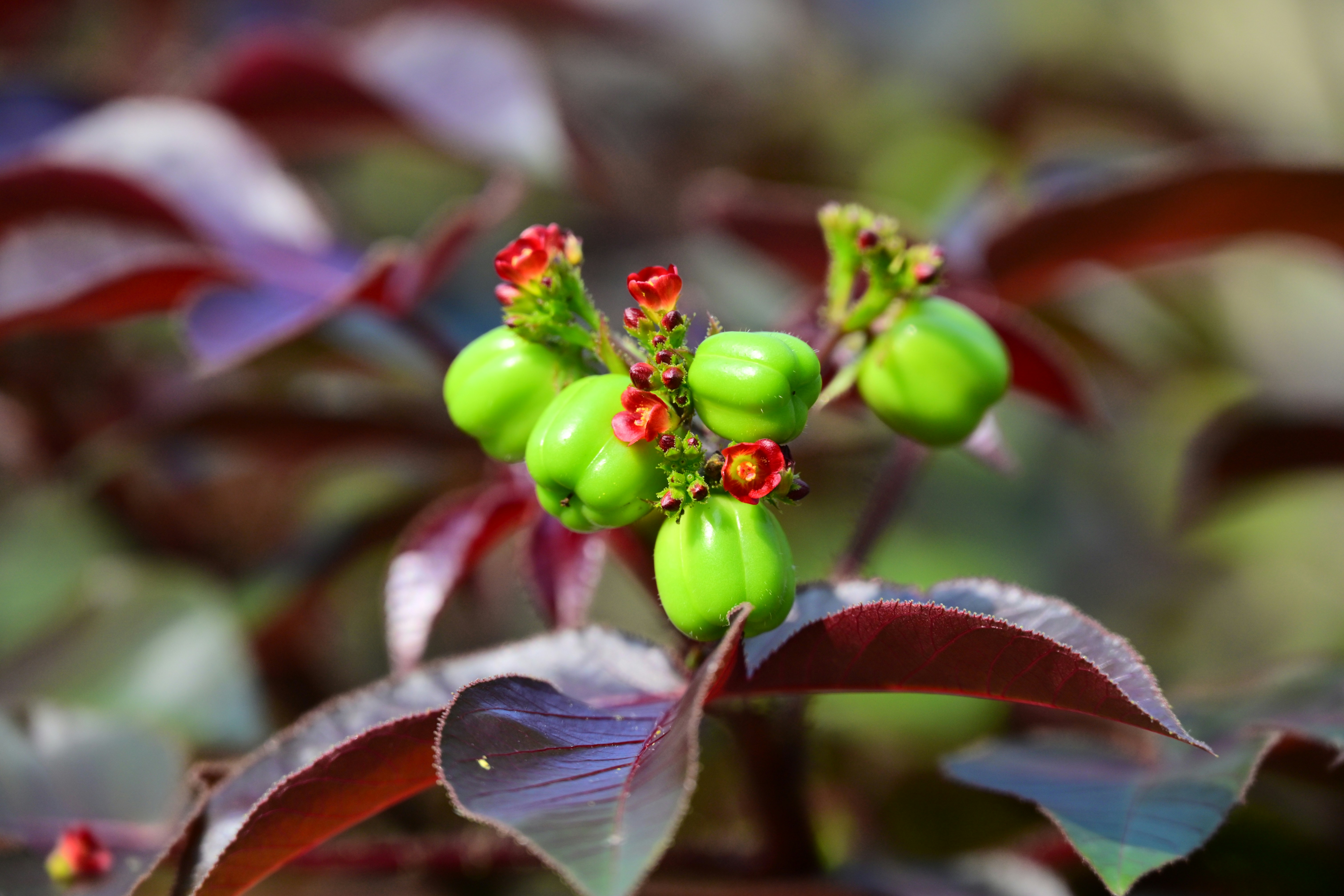 Emerald Berries on a Crimson Tinge