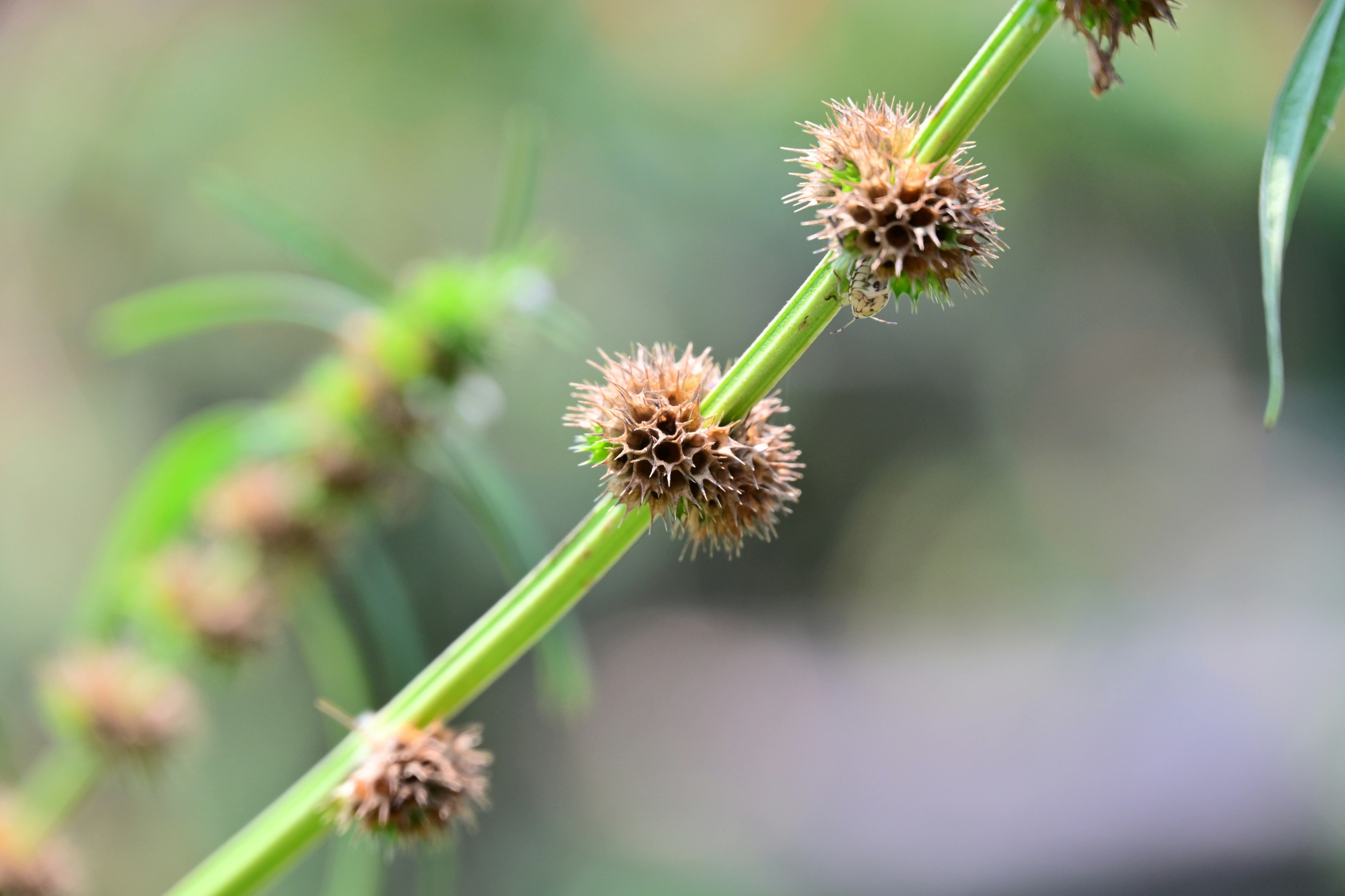 Spiked Seed Pods on a Luminous Green Stem