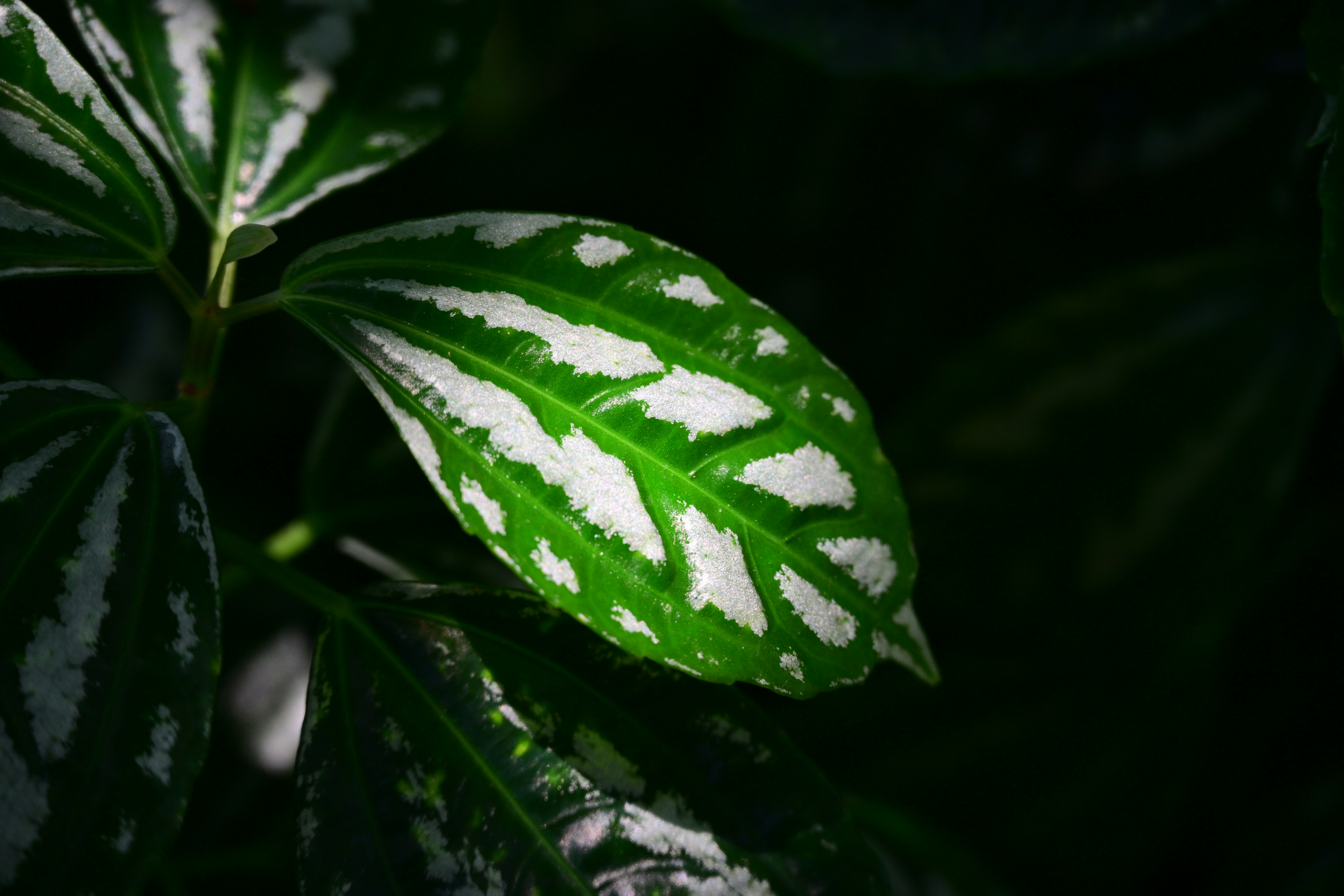 Veined Green: A Sunlit Leaf Cobra of Light and Shadow