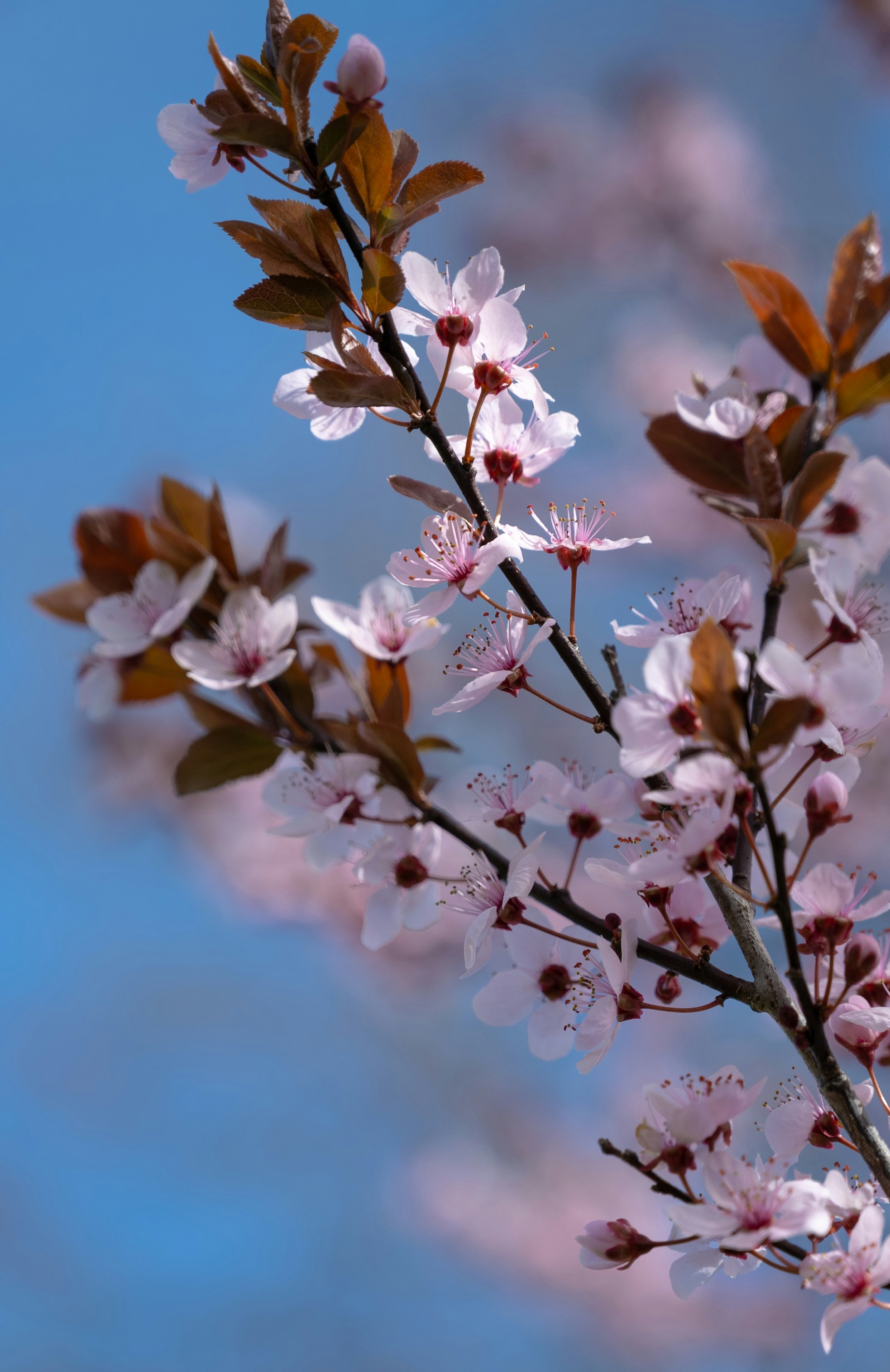 Blooming Branches: Delicate Pink Blossoms against a Clear Spring Sky