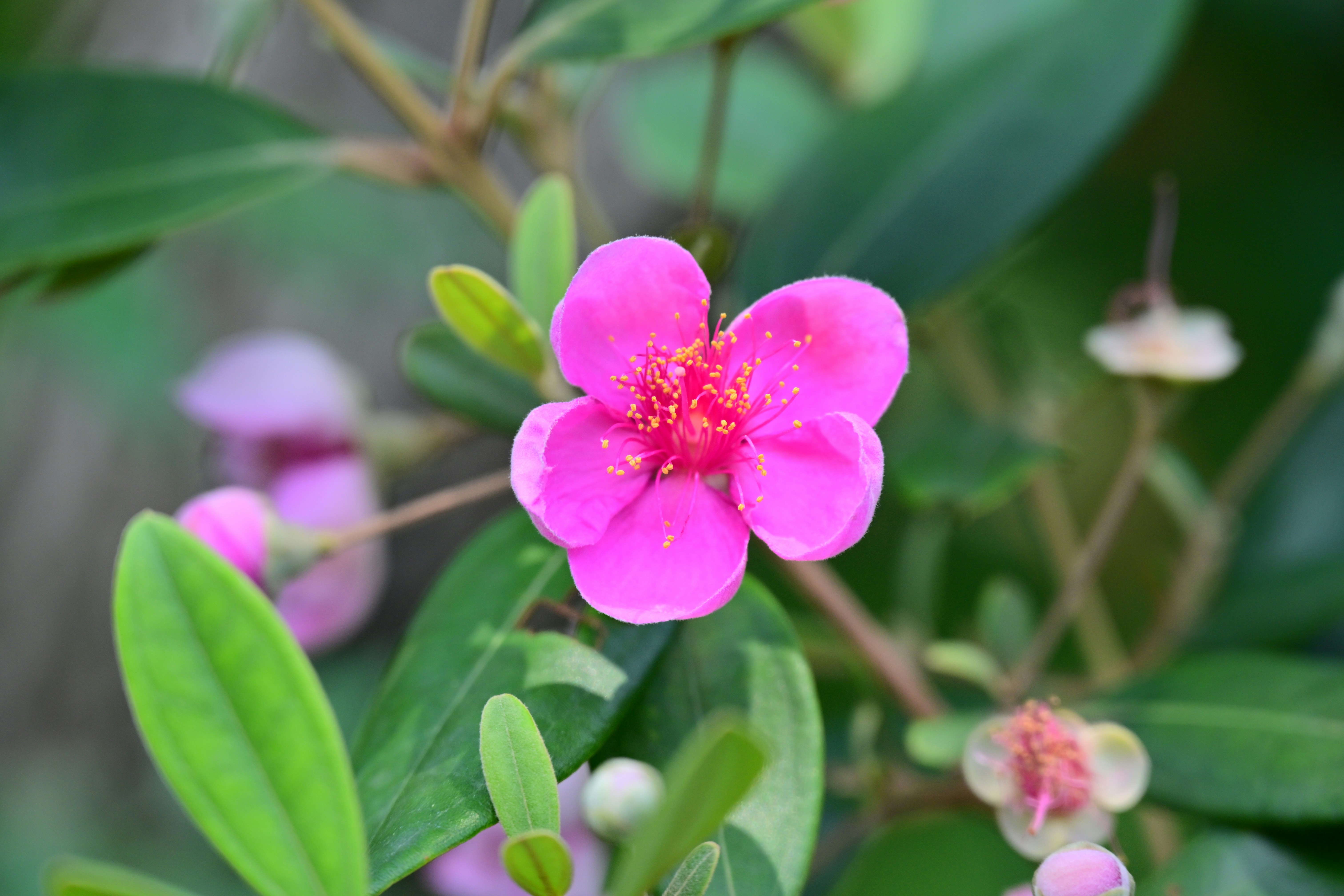 Pink Camellia Bloom with Soft Botanical Backdrop