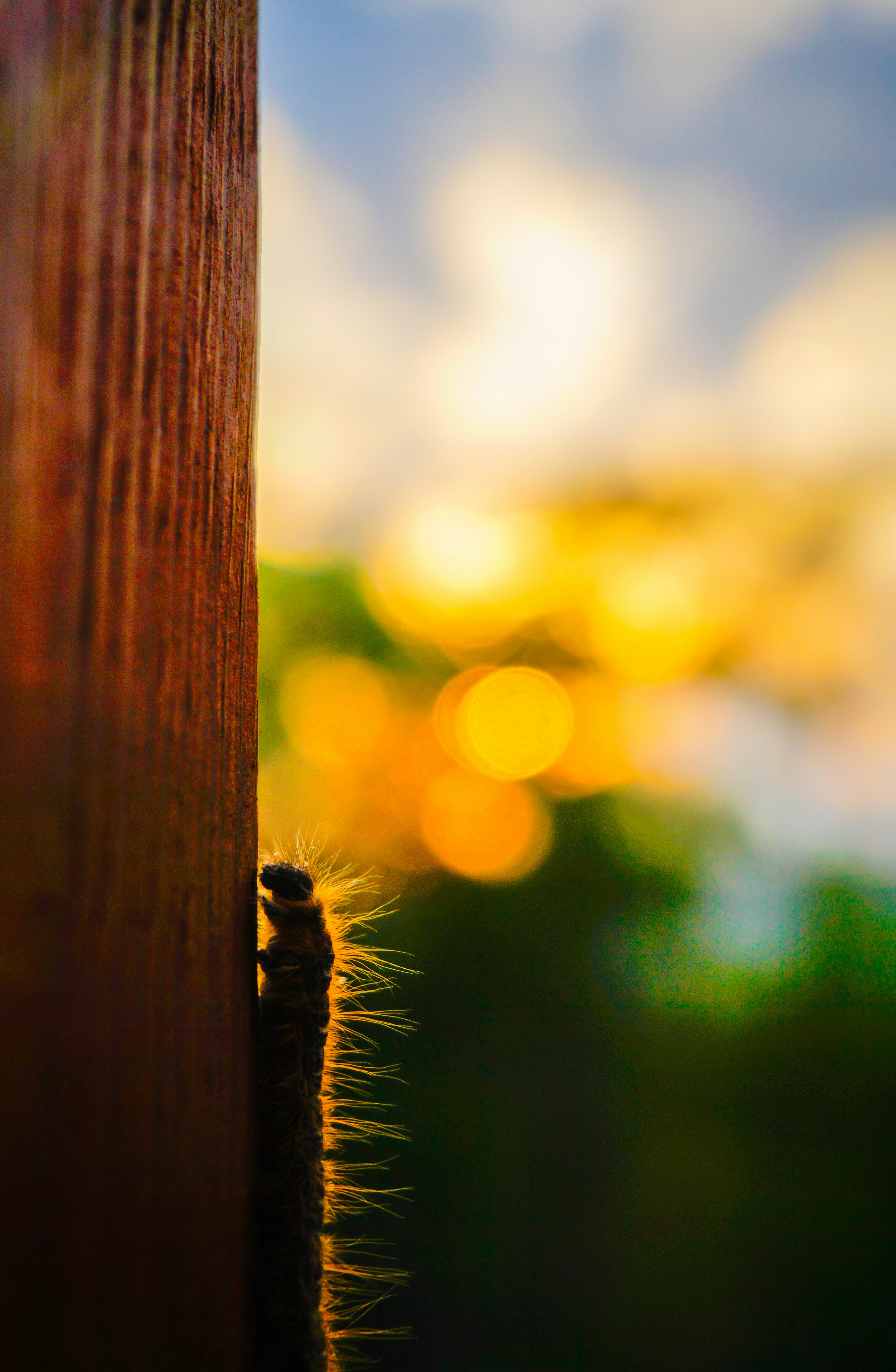 Wooden Post with Hemp Rope Framing a Soft Bokeh Sunset
