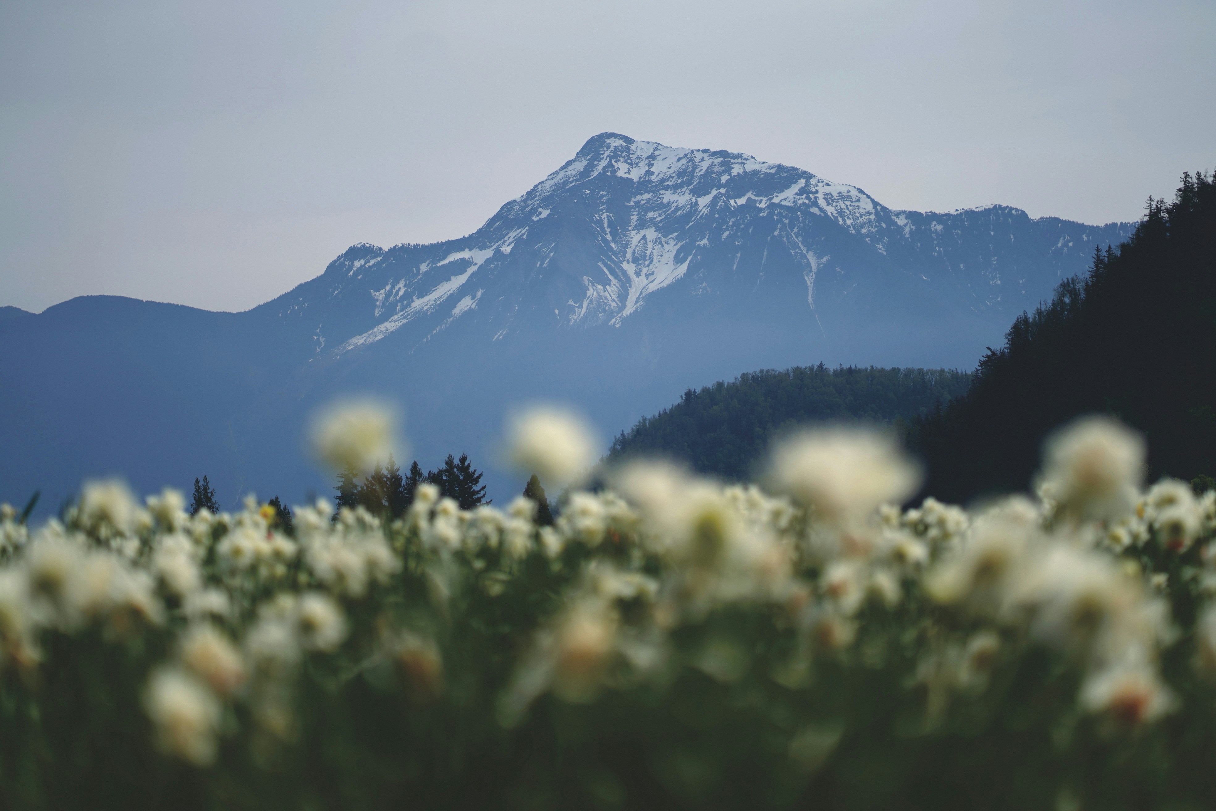 Snow-capped mountain behind a field of wildflowers.