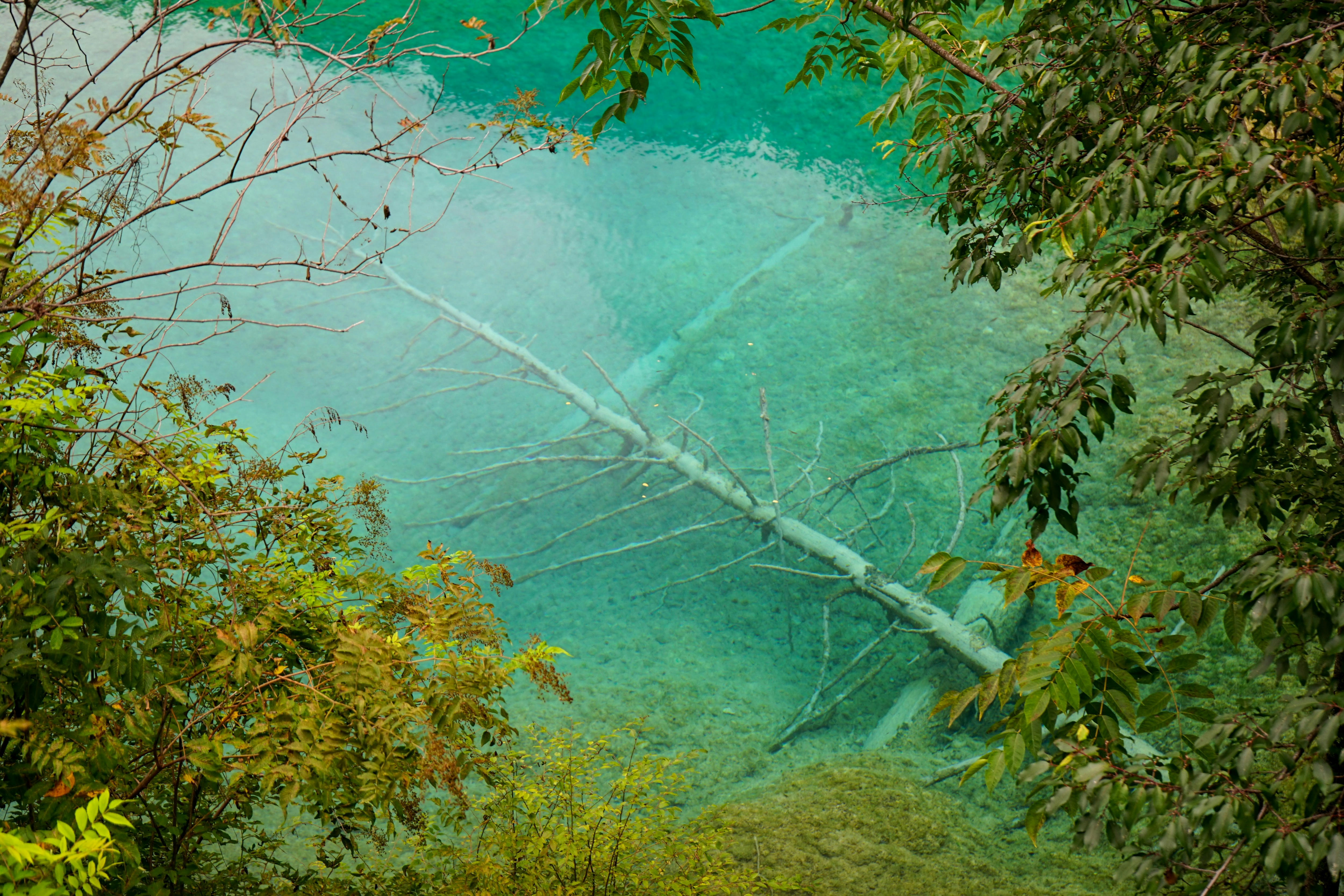 Sunken Branch Reserve: Crystal Water Framed by Verdant Canopy