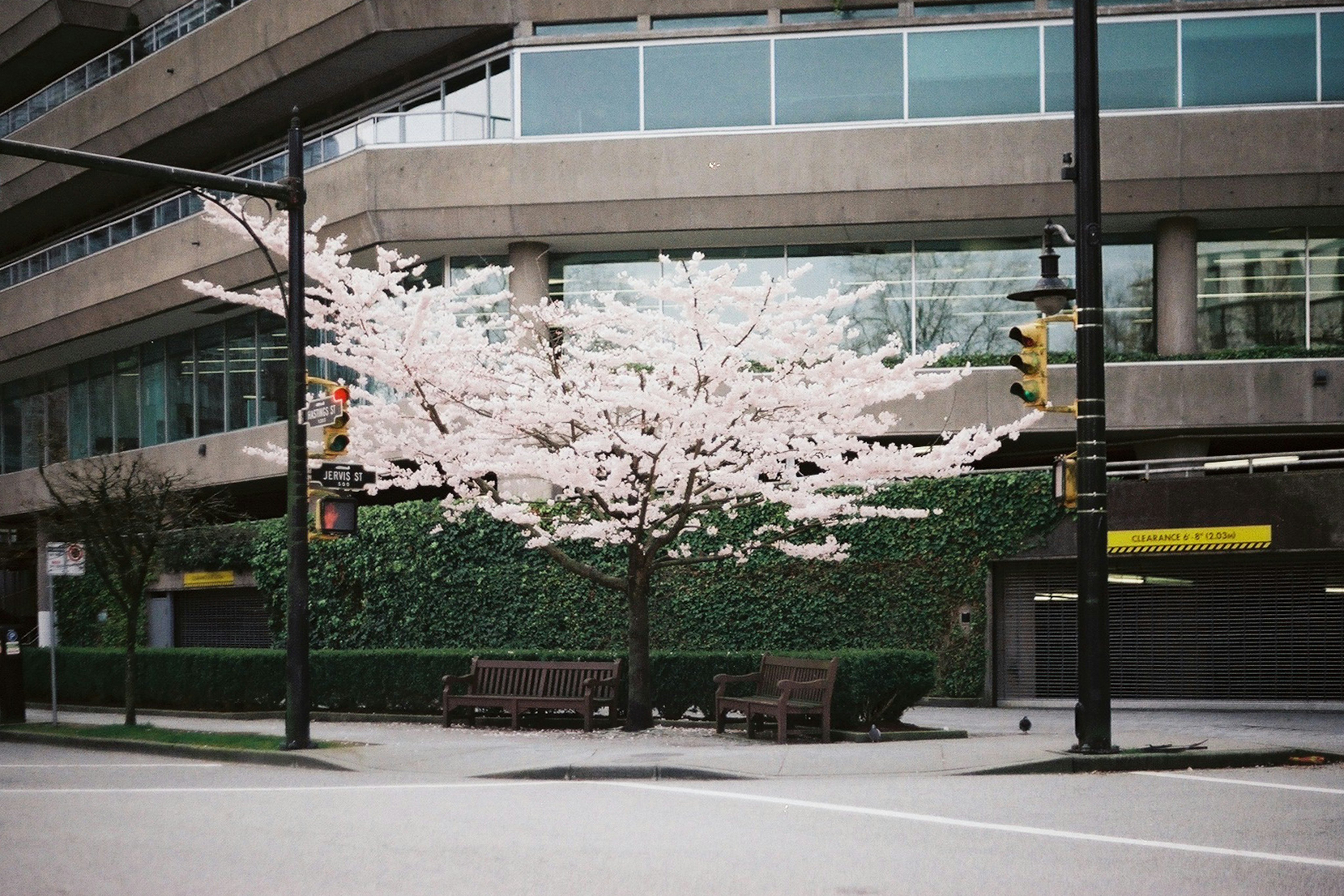 Cherry Blossom in the Urban Quiet