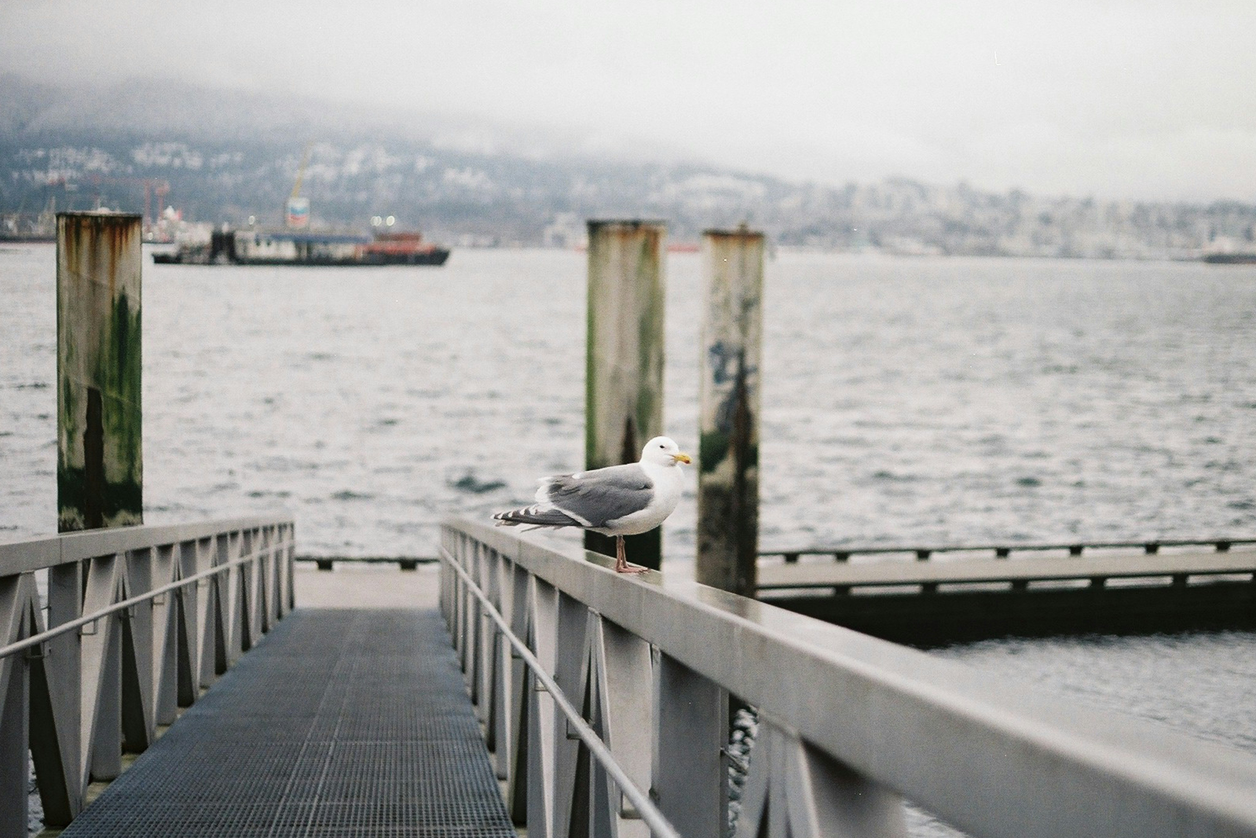 Seagull Sentinel on a Quiet Pier