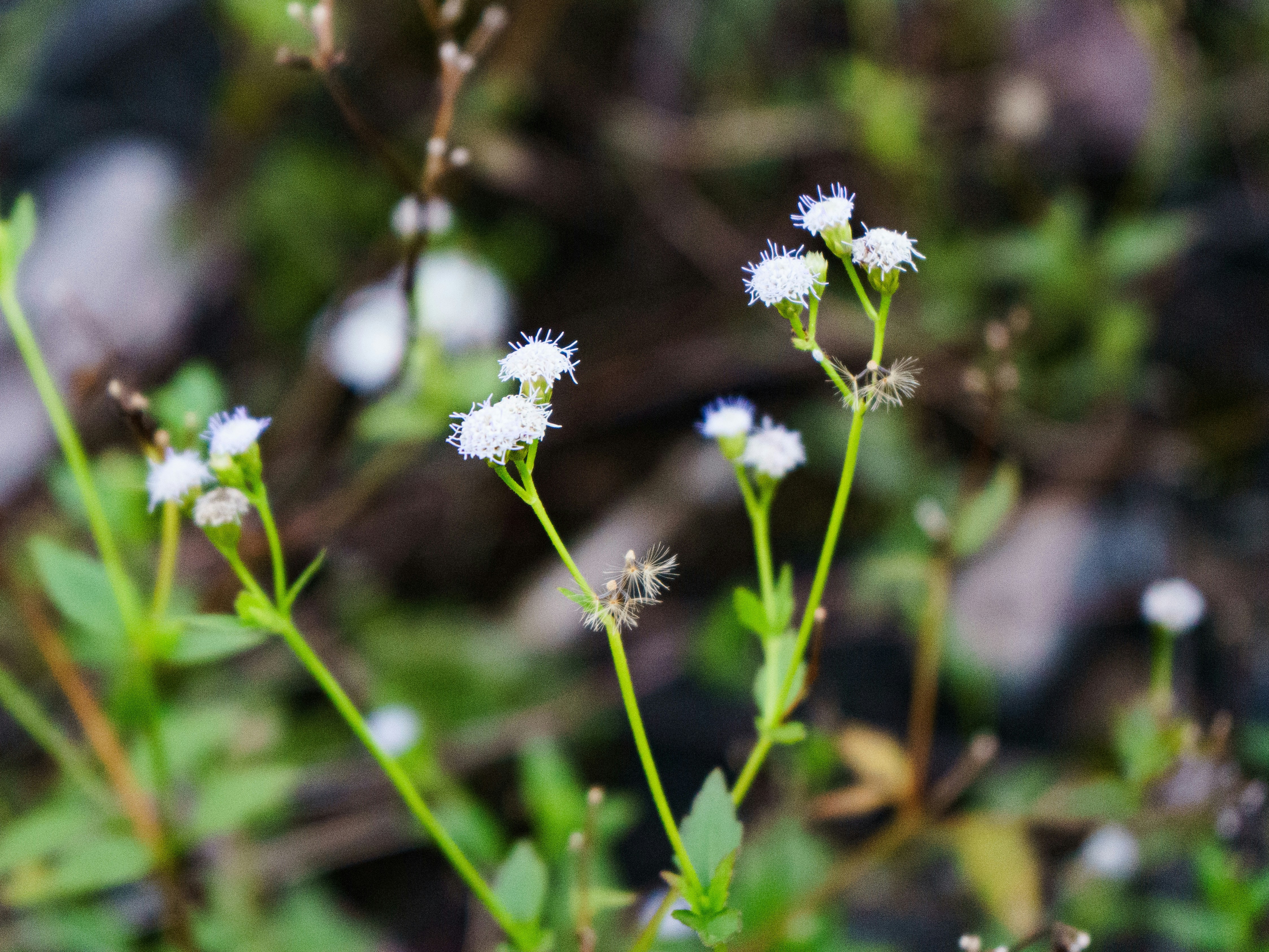 Whispers of White: Tiny Umbrellas in a Green Tangle