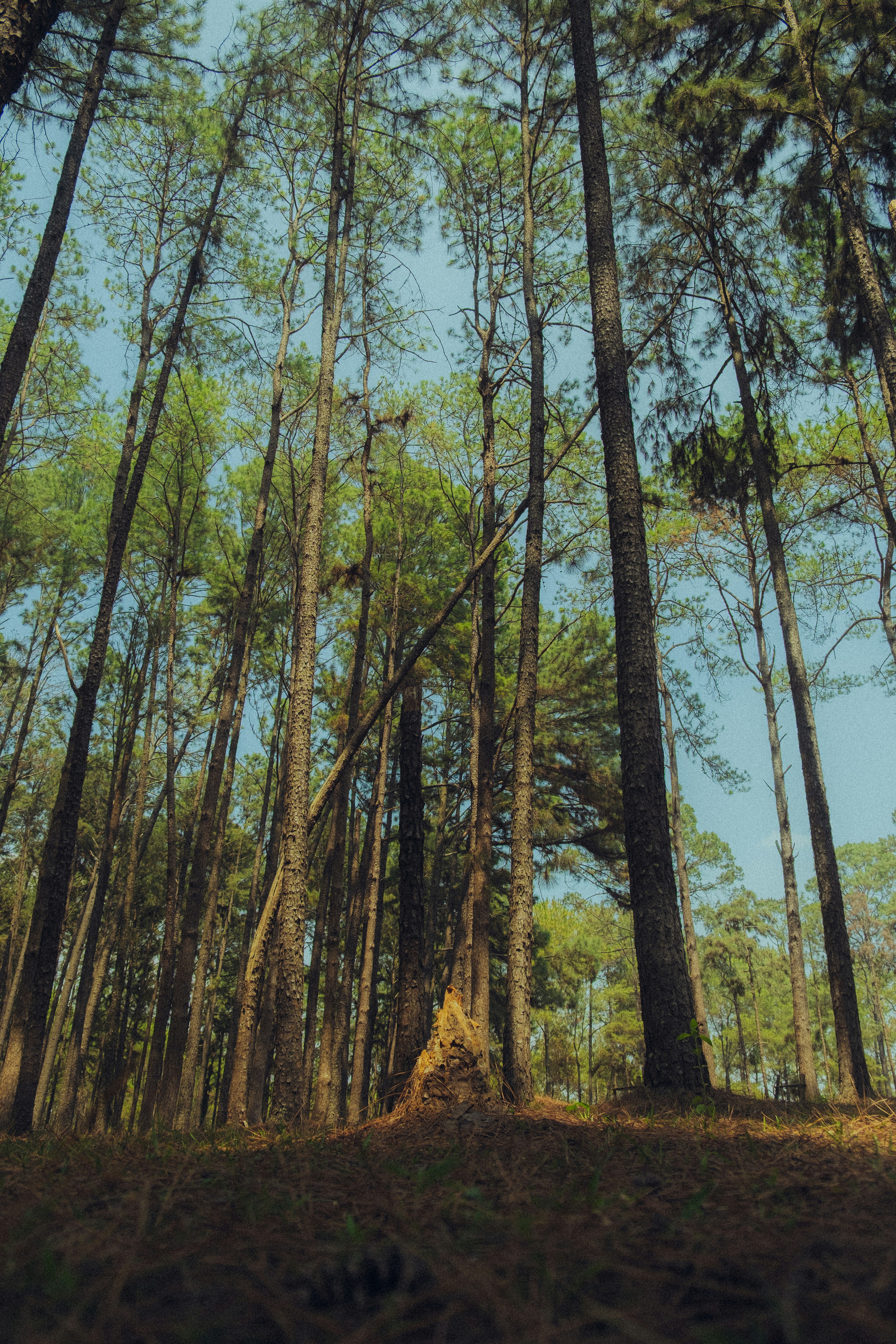 Treetop Cathedral: Sunlit Pines Reaching Toward a Clear Sky