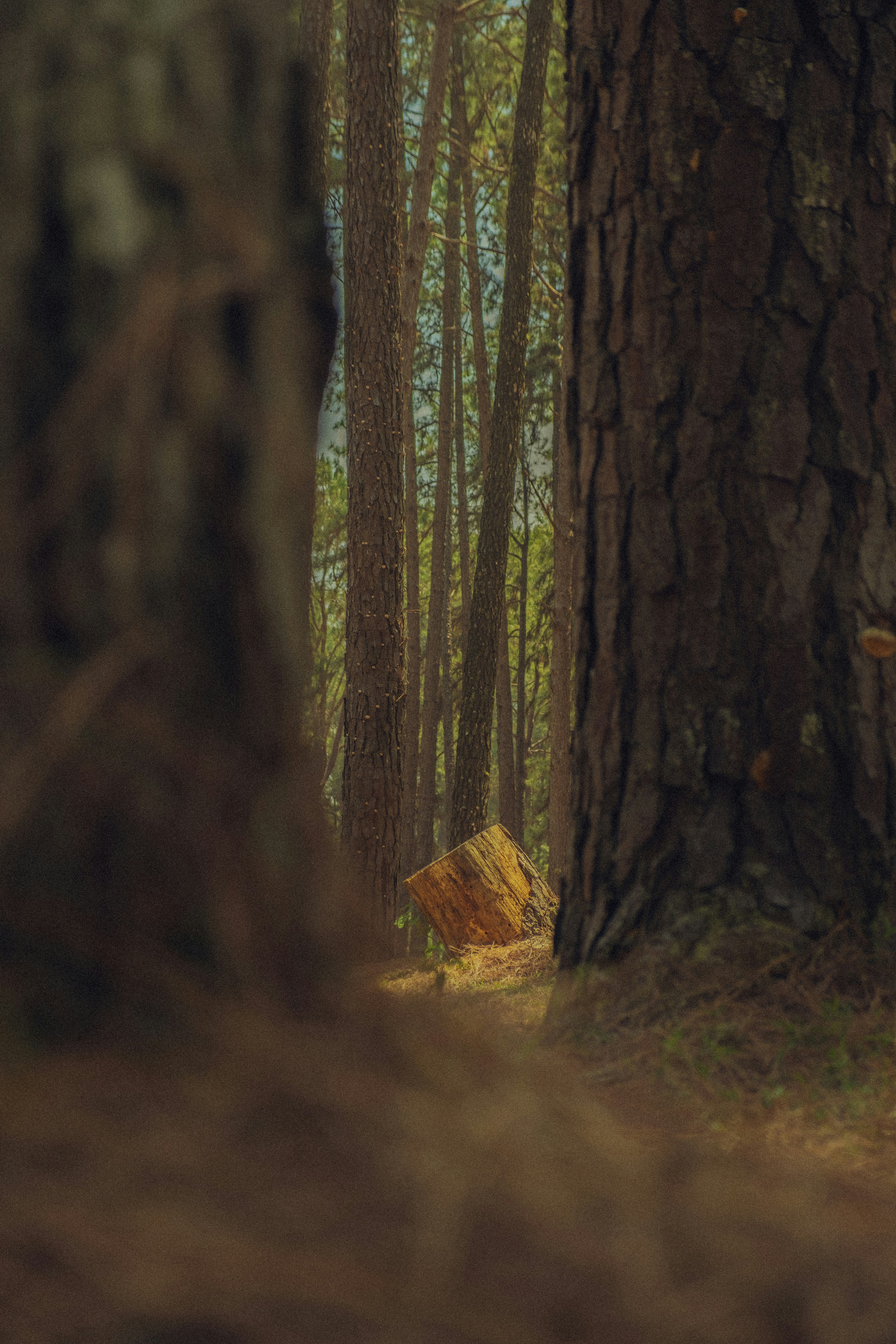 Sunlit stump among towering pines