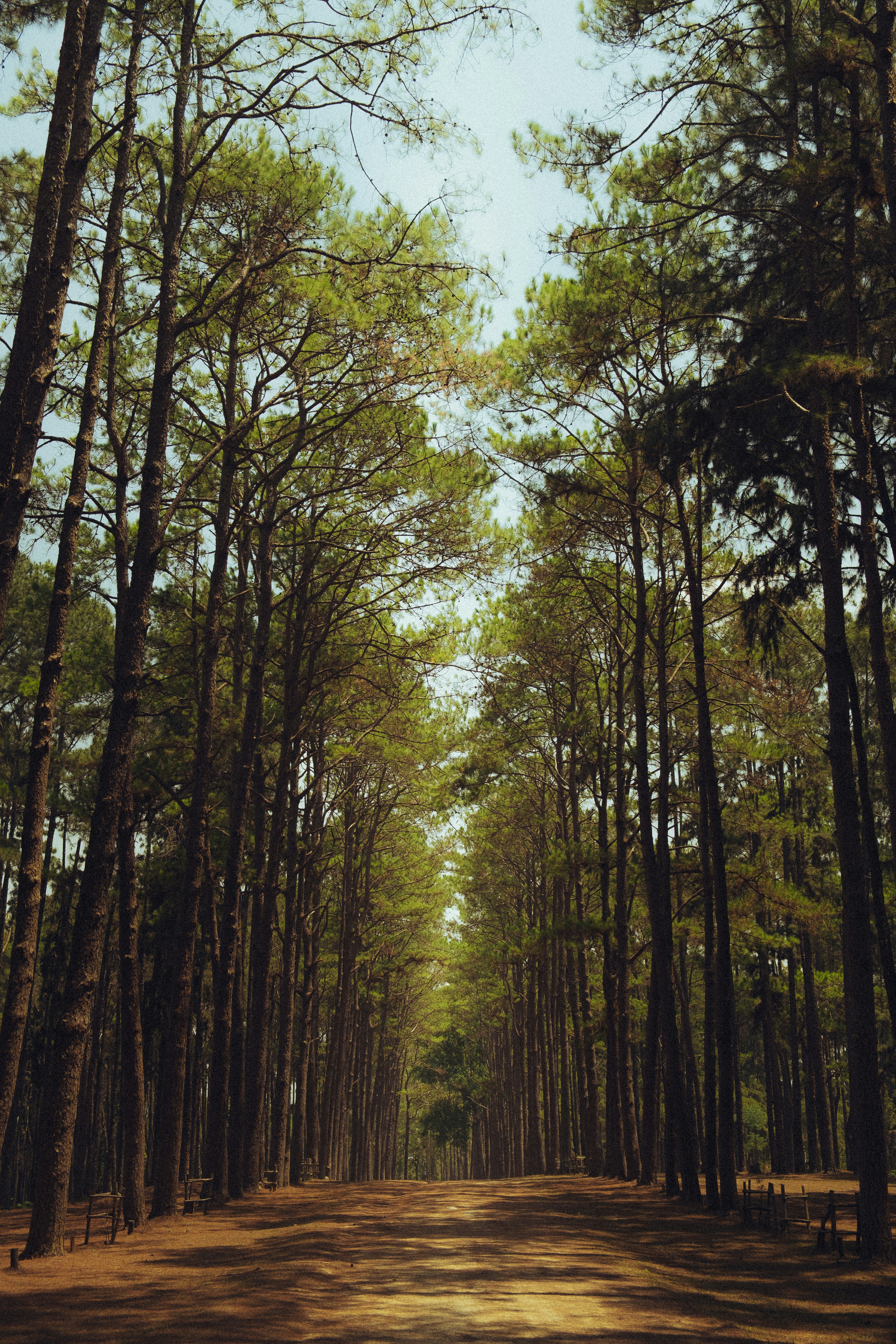 Symphony of Pines: A Tree-Columned Avenue Under Soft Morning Light