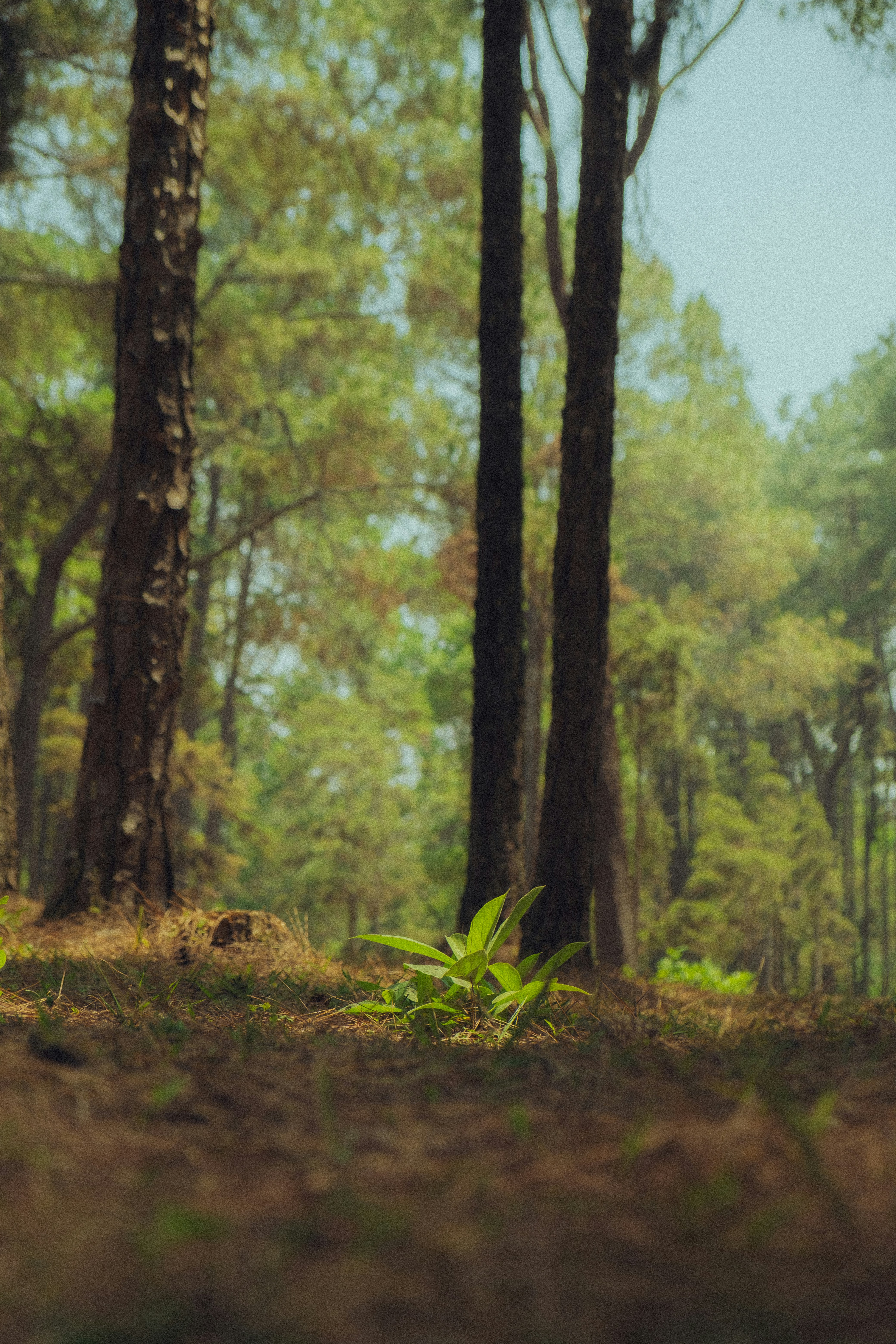 Emergent Green Ring: A lone sprout at forest's edge
