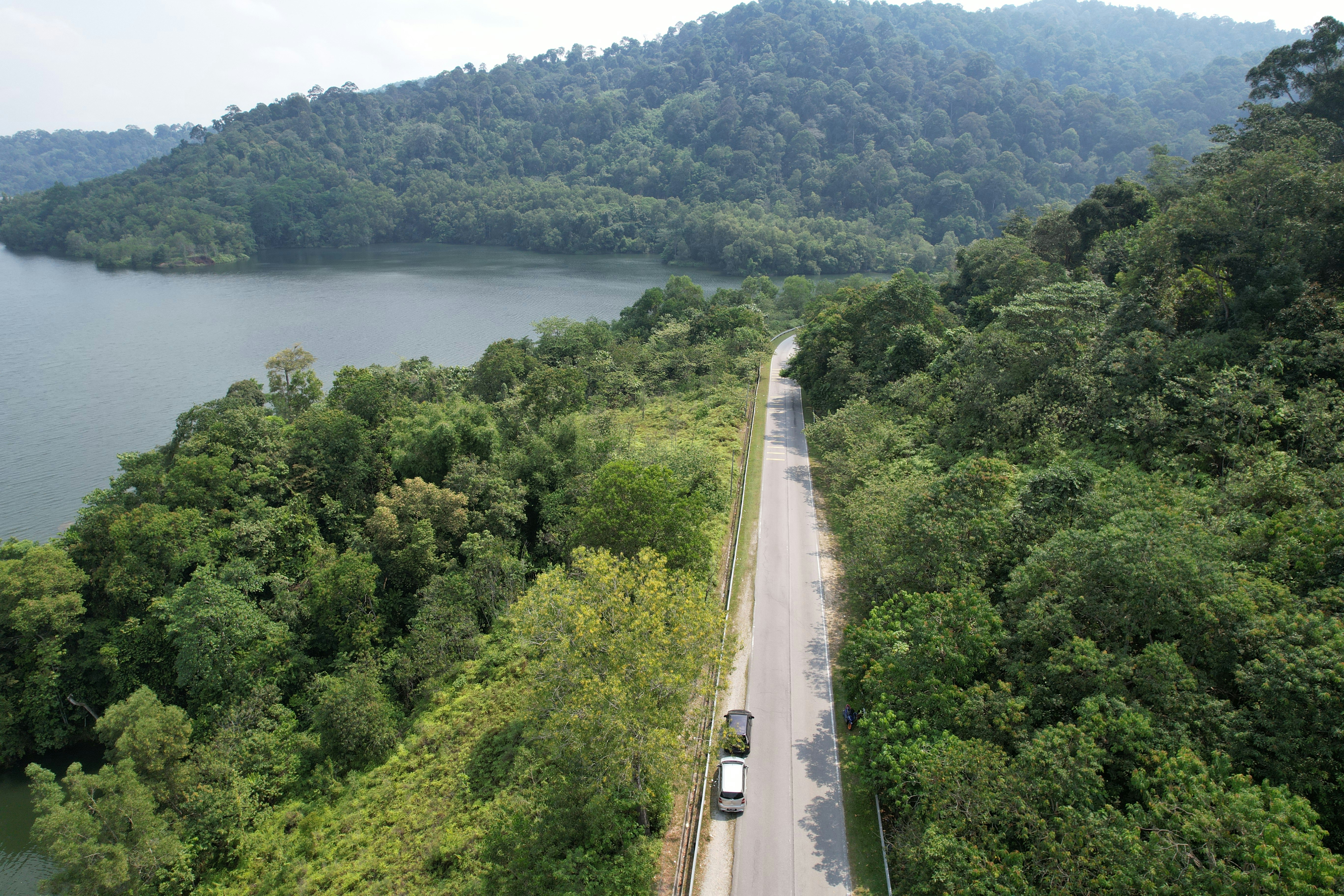 Road Through the Emerald Canopy