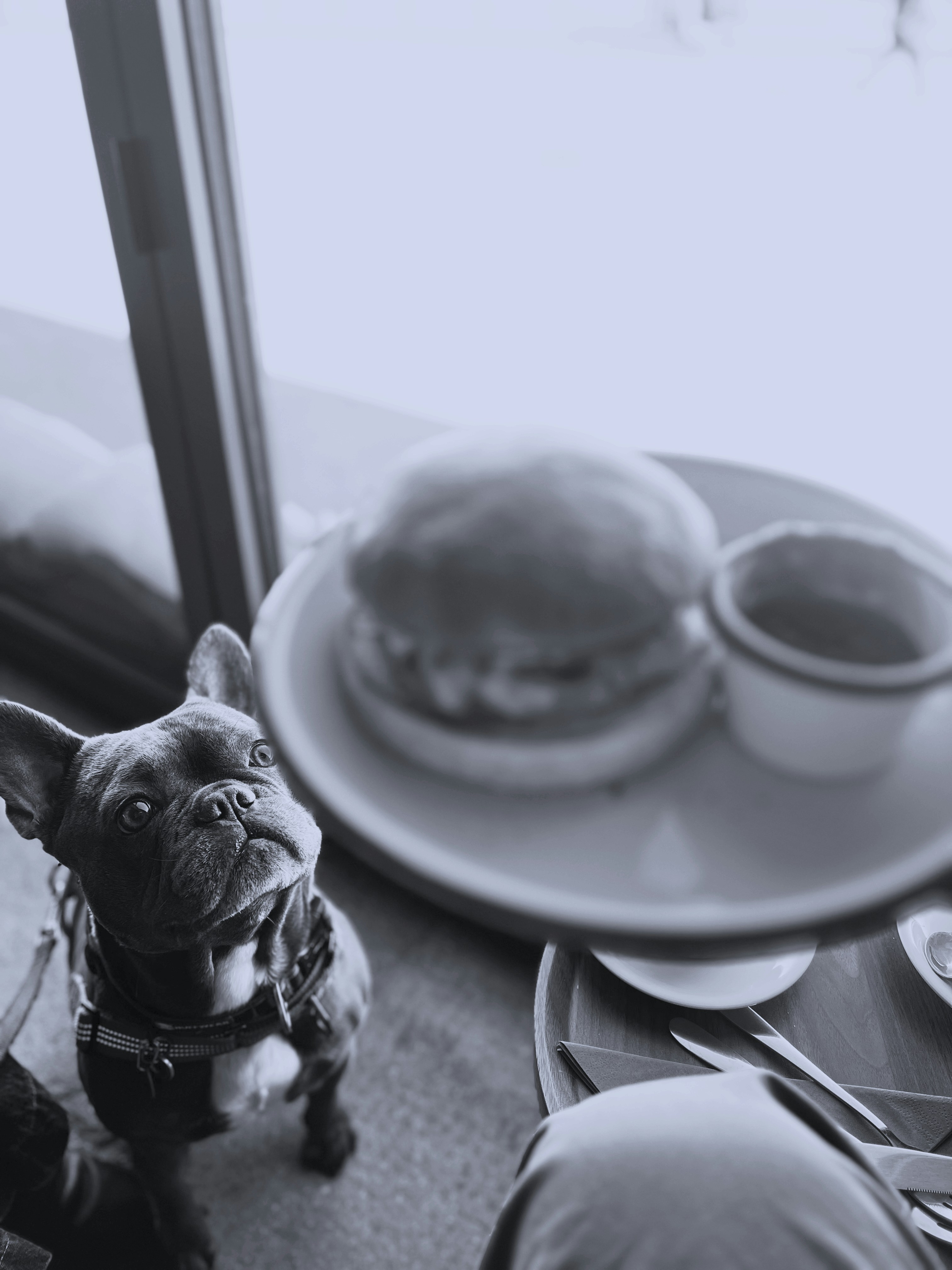 Curious Pup at Café Window
