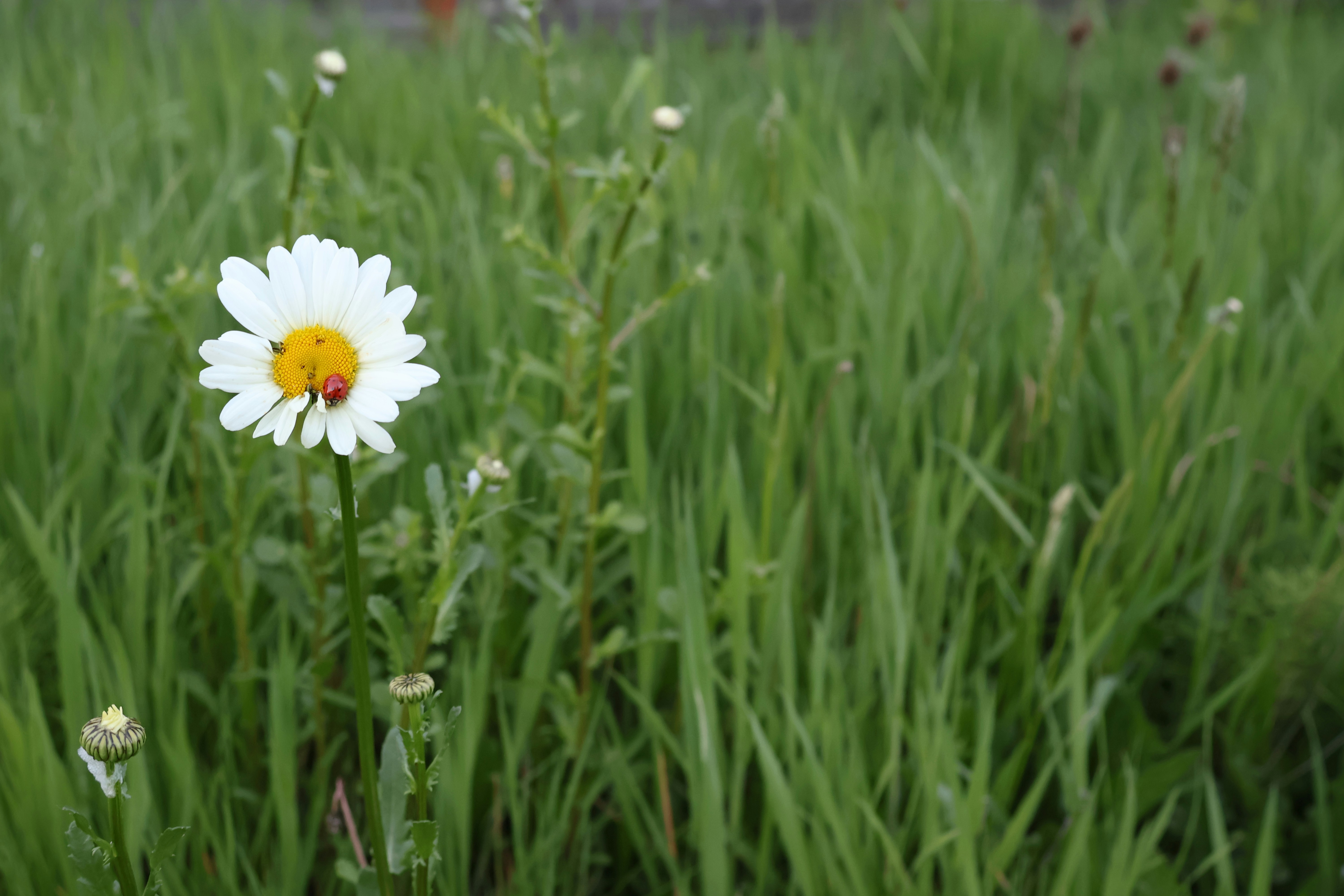 Field of One White Bloom