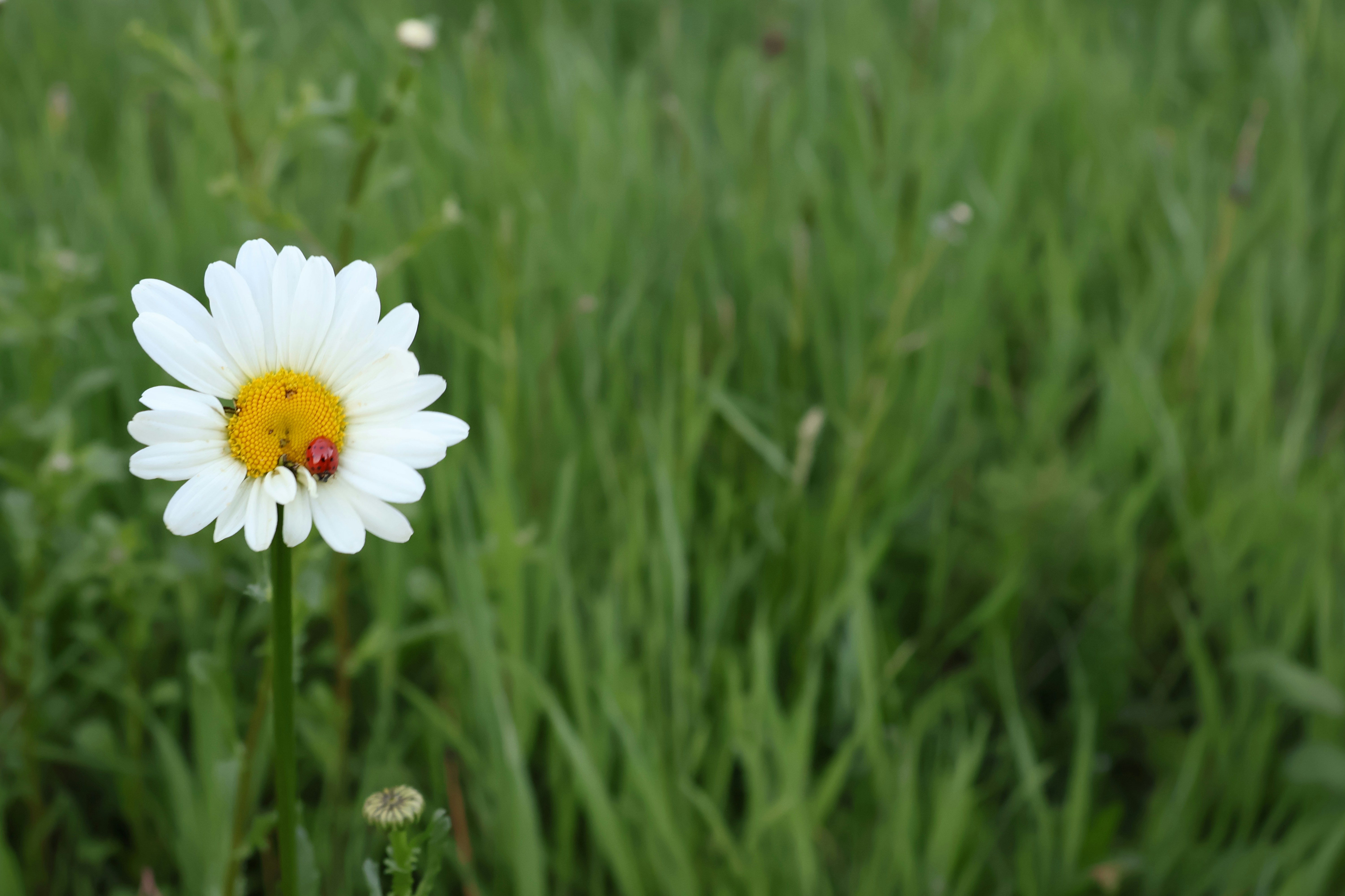 Daisy in the Meadow: A Solo Bloom Standing Tall
