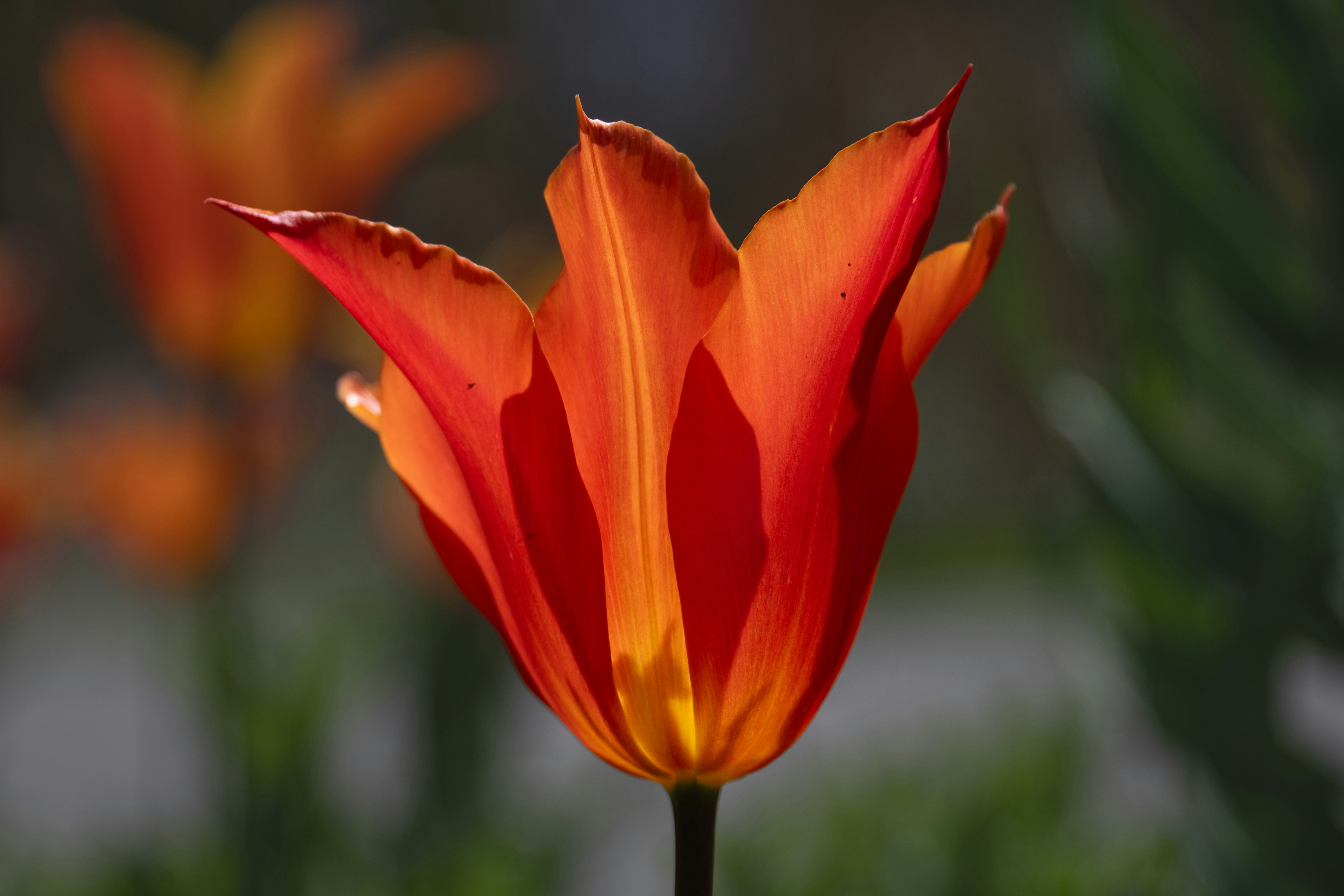 Tulip Burst of Flame in Soft Spring Light