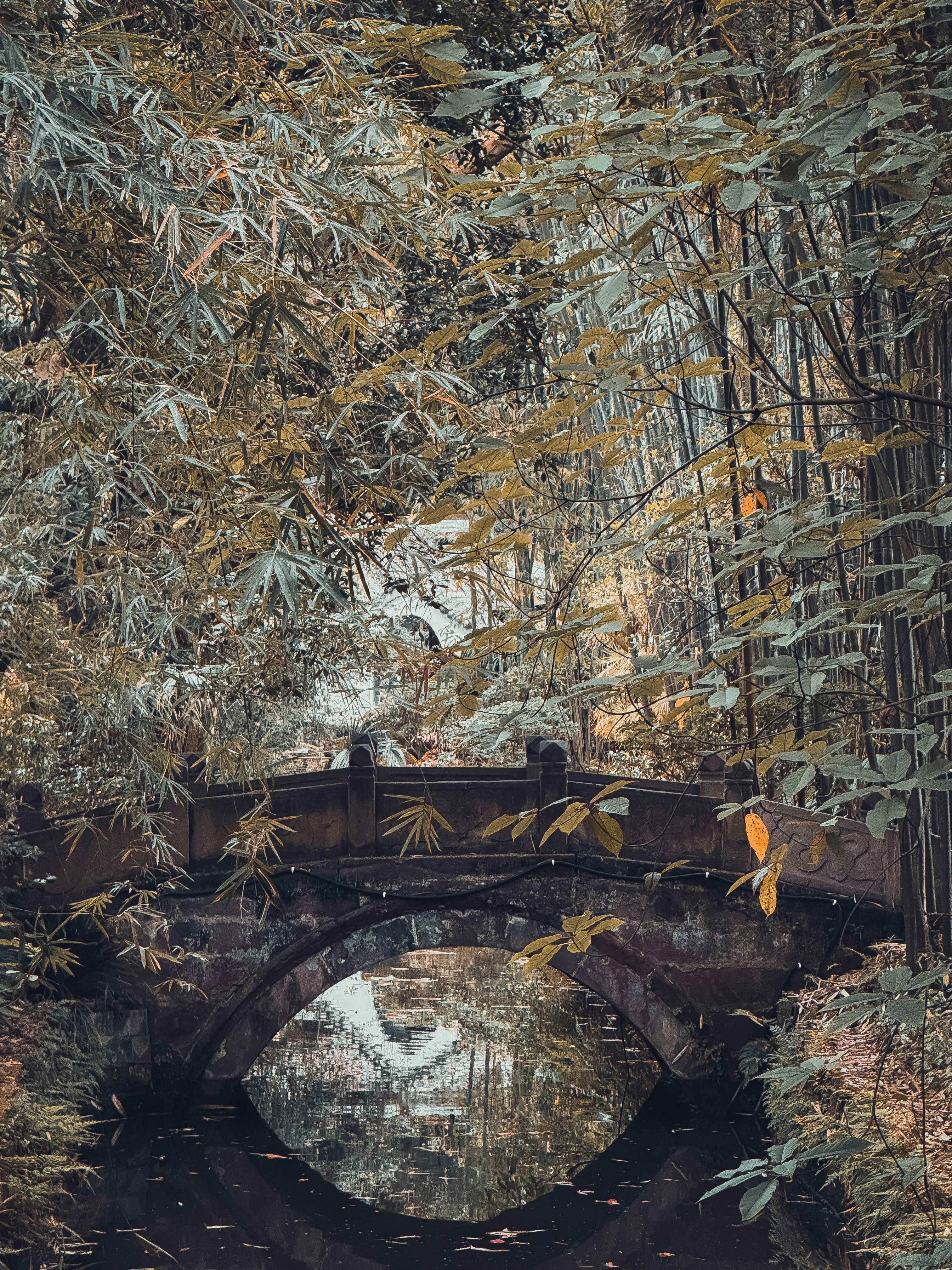 Whispering arches: a tranquil stone bridge cloaked in autumnal vines