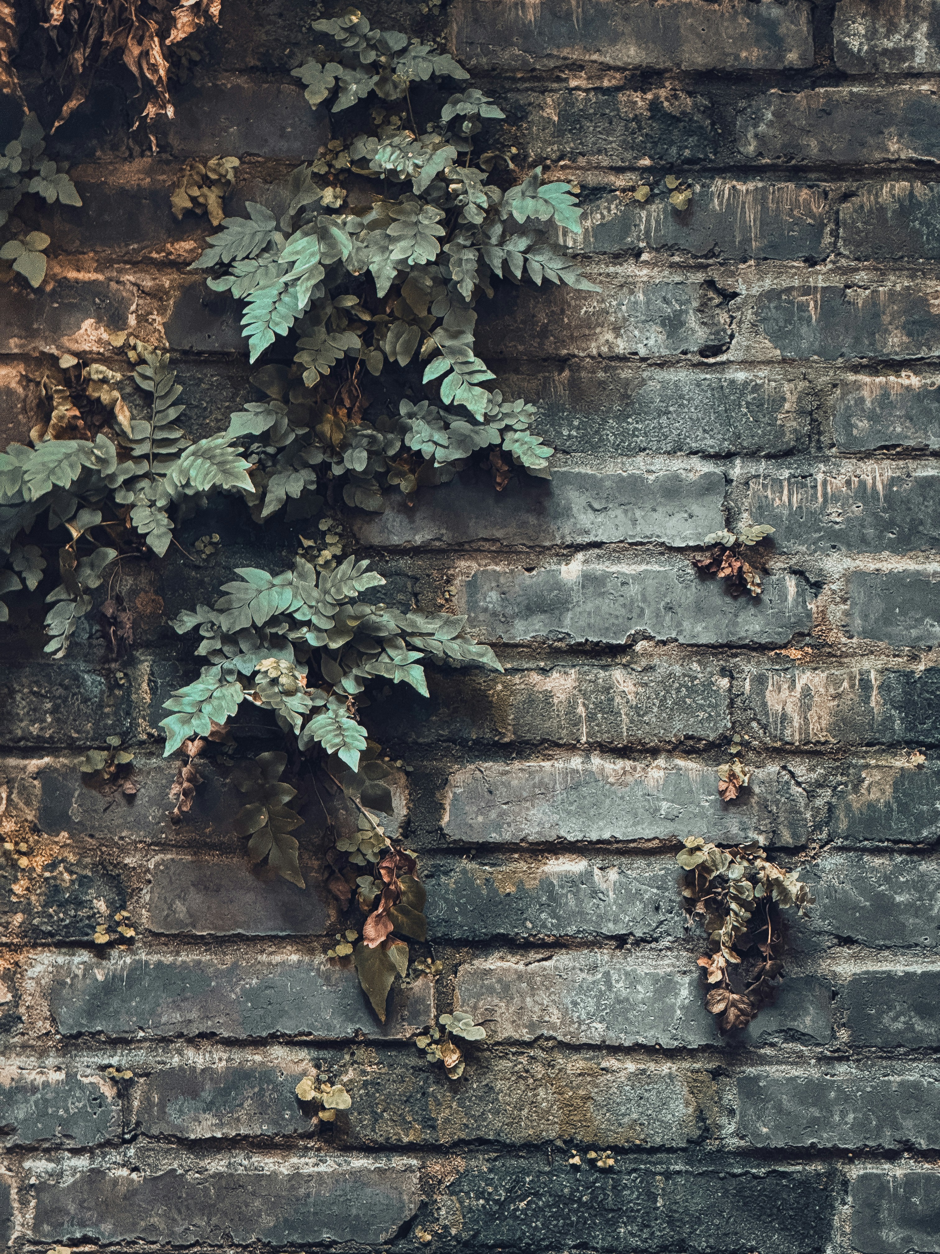 Vines Claim the Brick Staircase