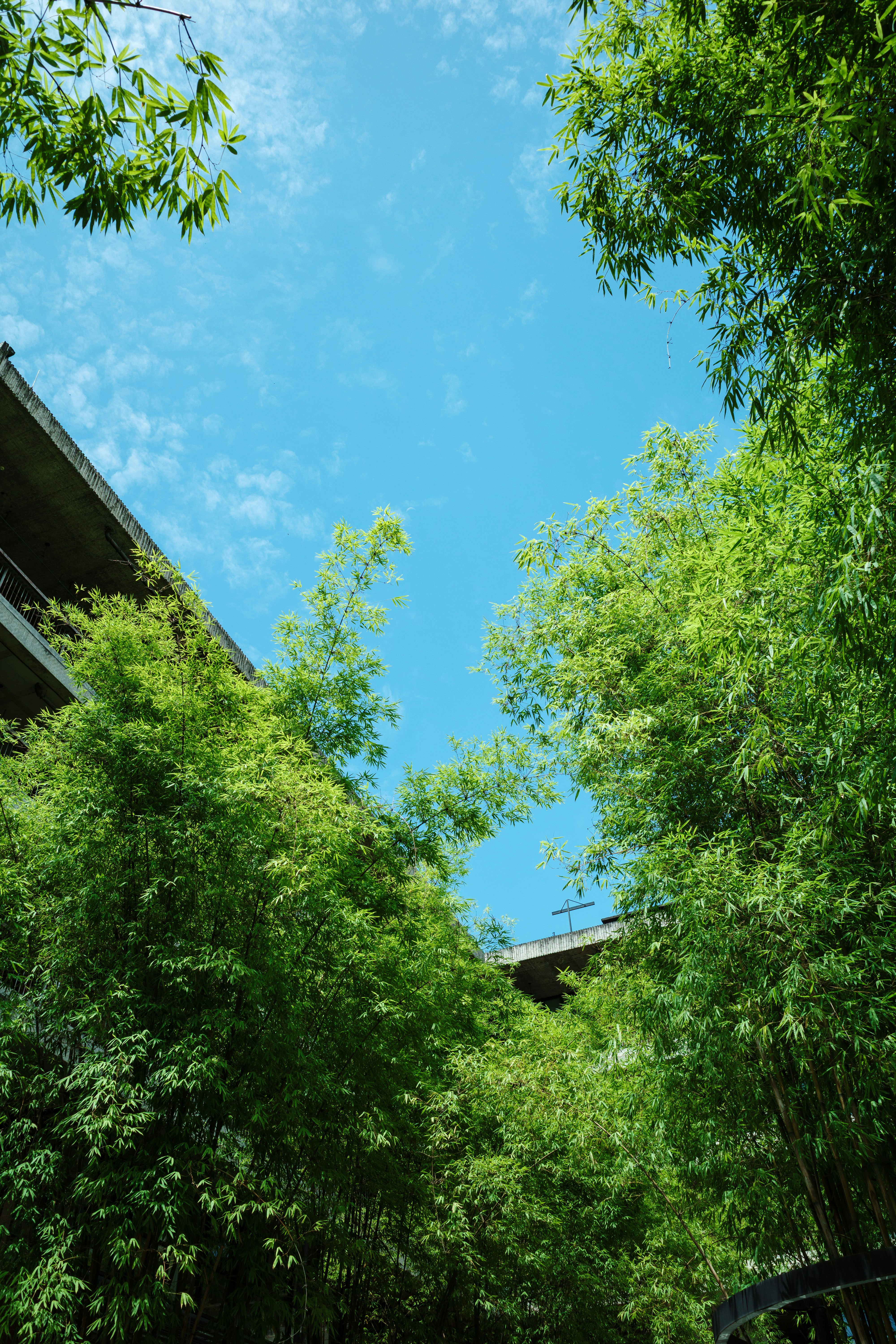 Skyward Green Corridor Amid Concrete Edges