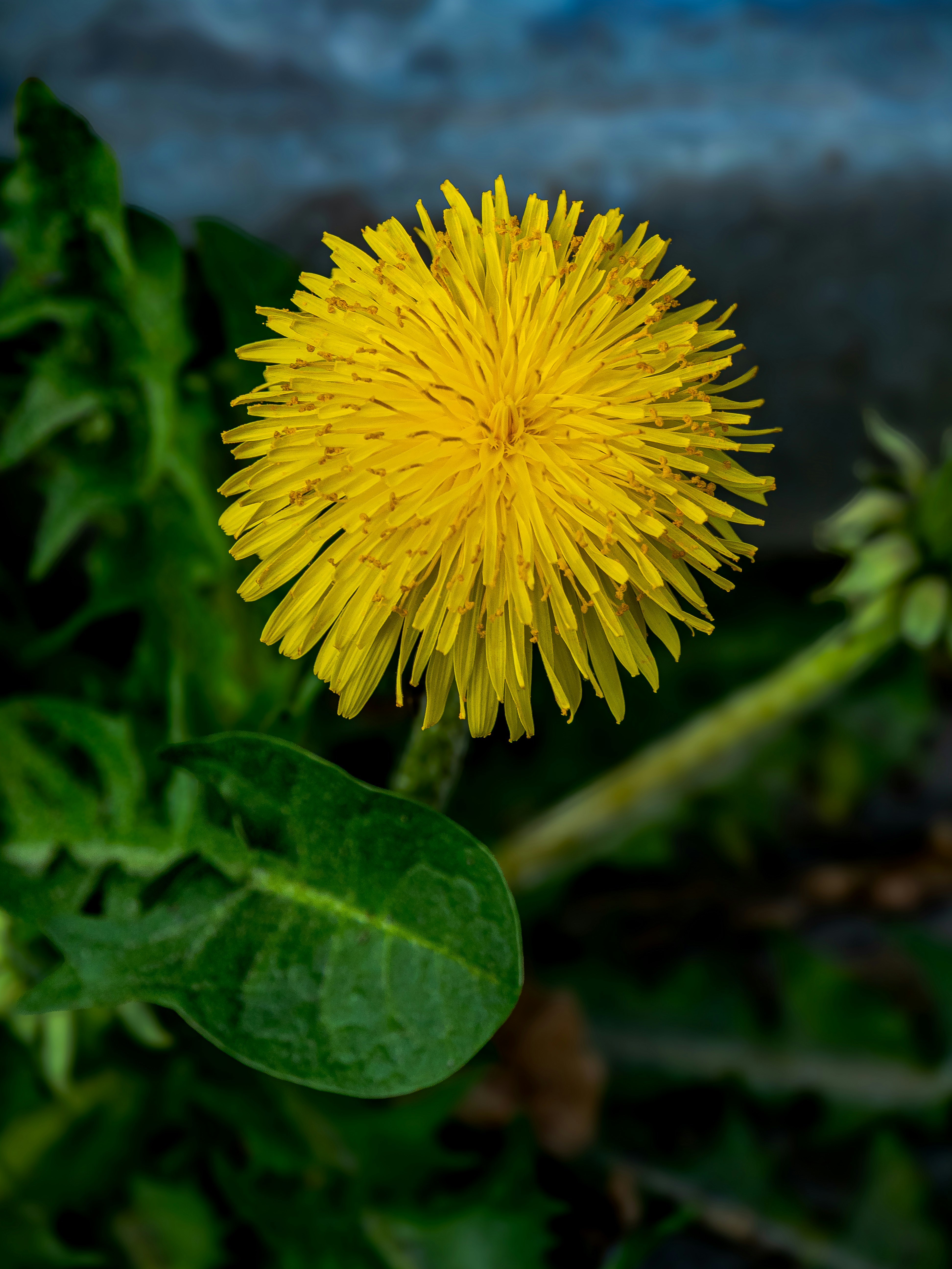 Golden Bloom: A Close-Cropped Ember of Sunlit Petals