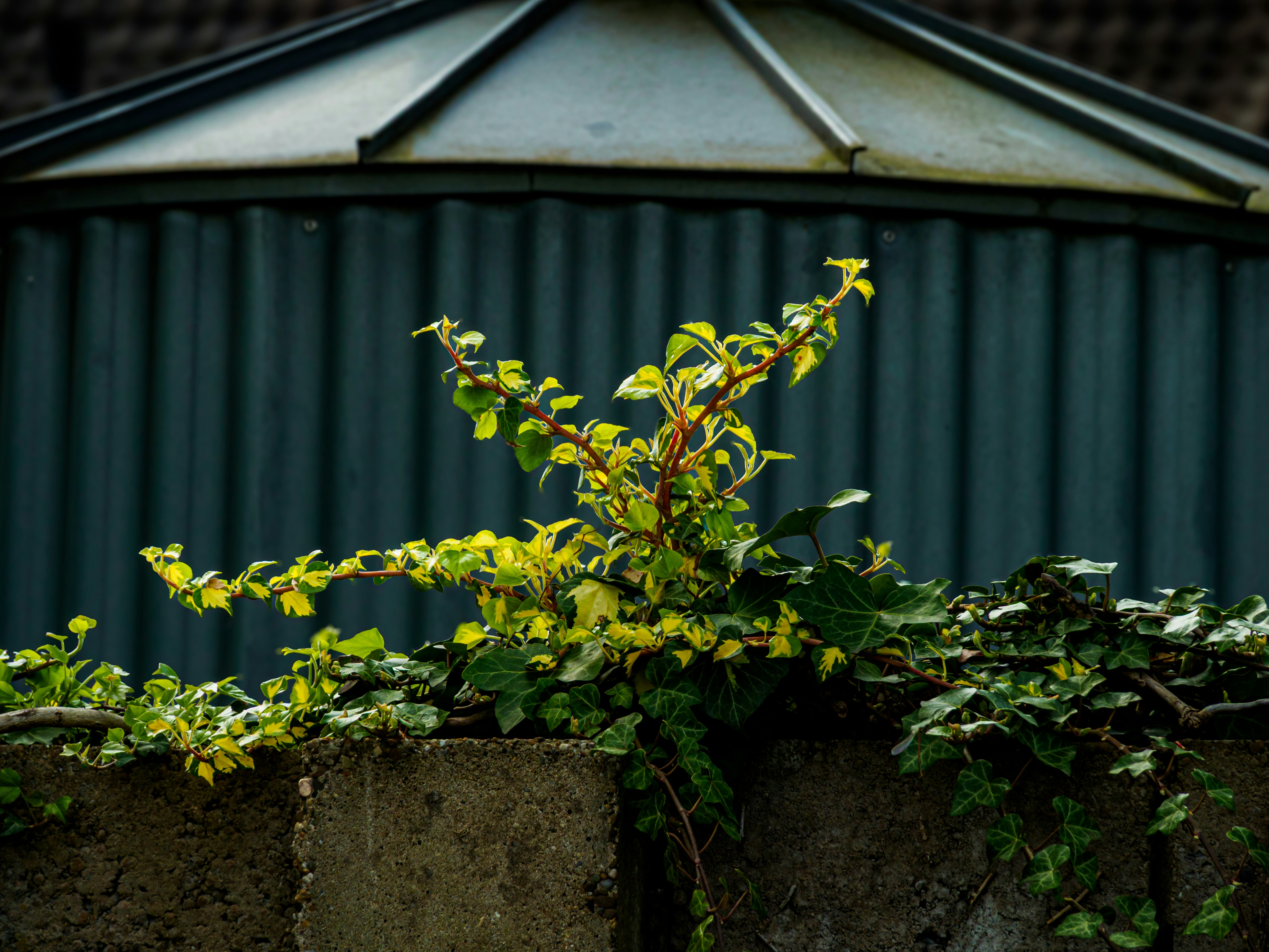 Greenery Reclaiming a Weathered Wall under a Corrugated Roof