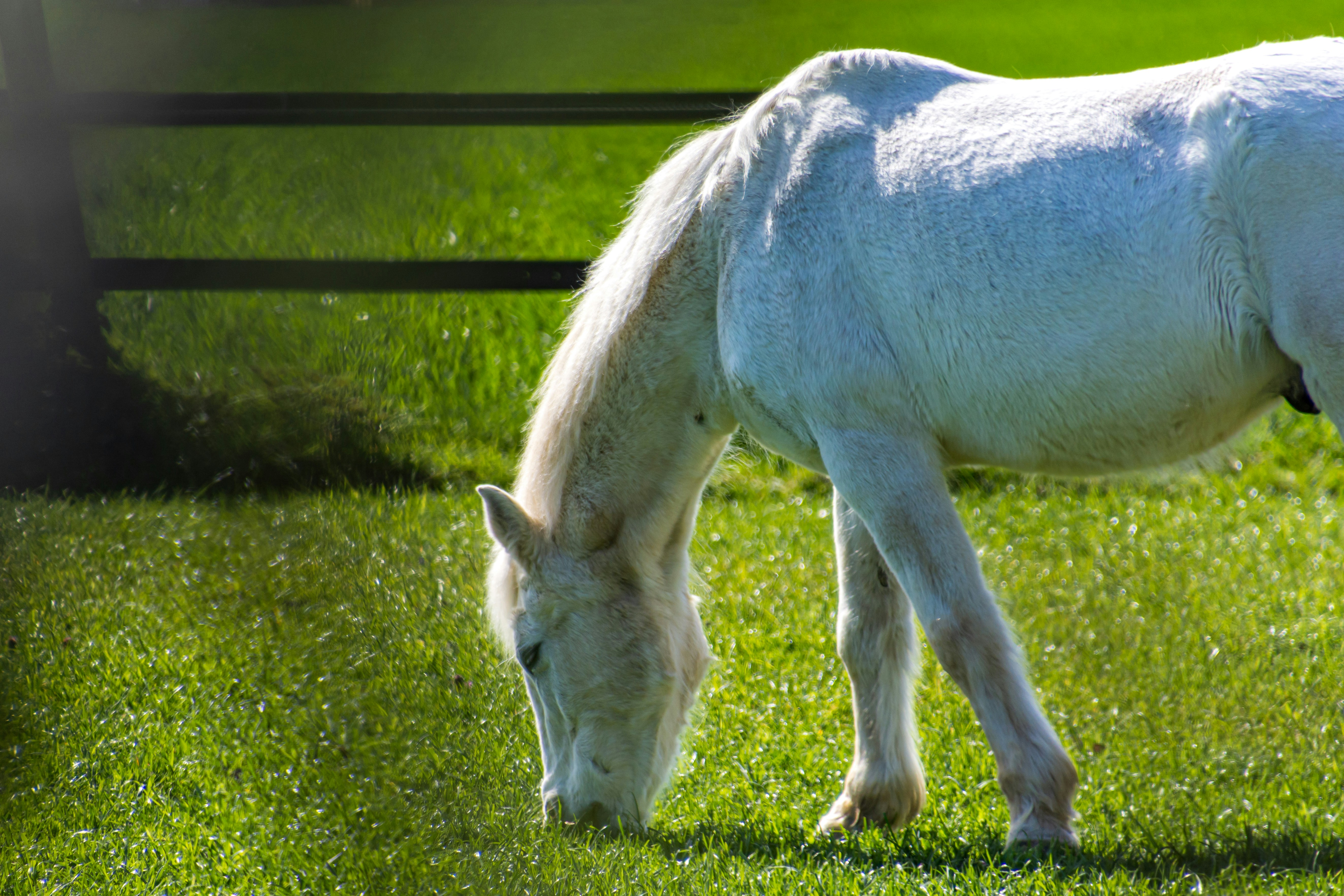 White Mare Grazing in Sunlit Pasture