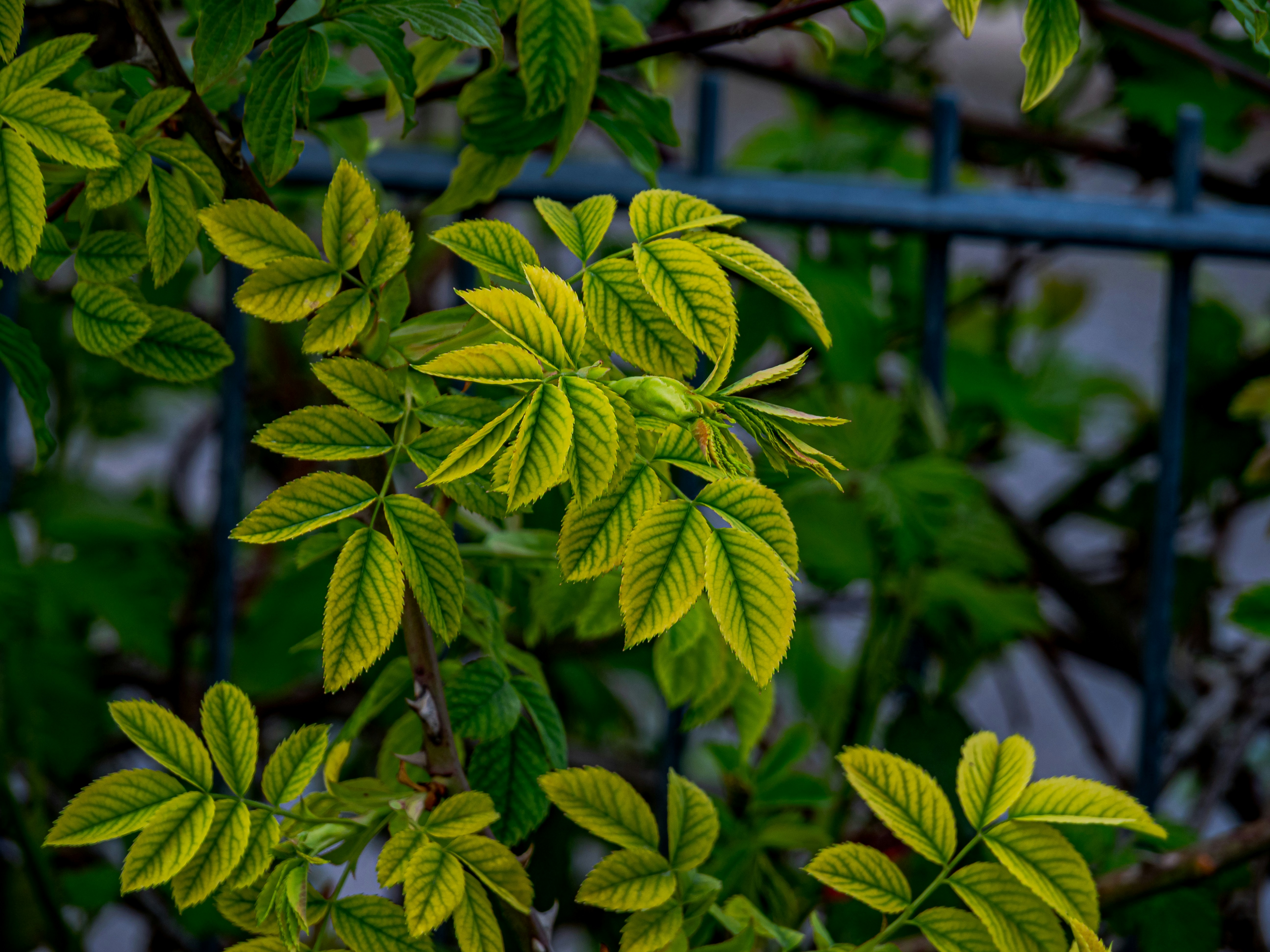 Sunlit Compound Leaves Stack Against a Quiet Fence