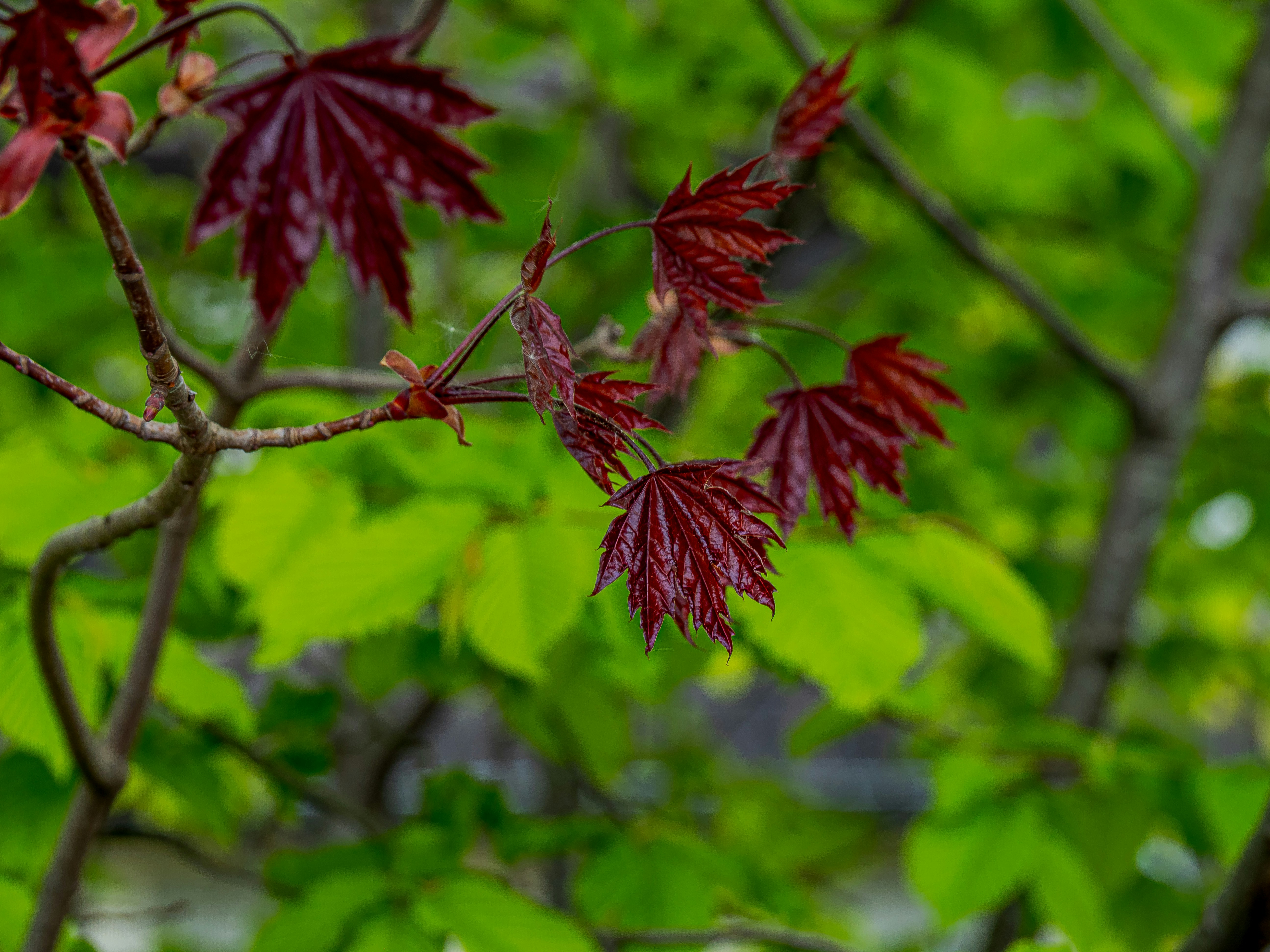 Crimson Leaves in a Forest Green