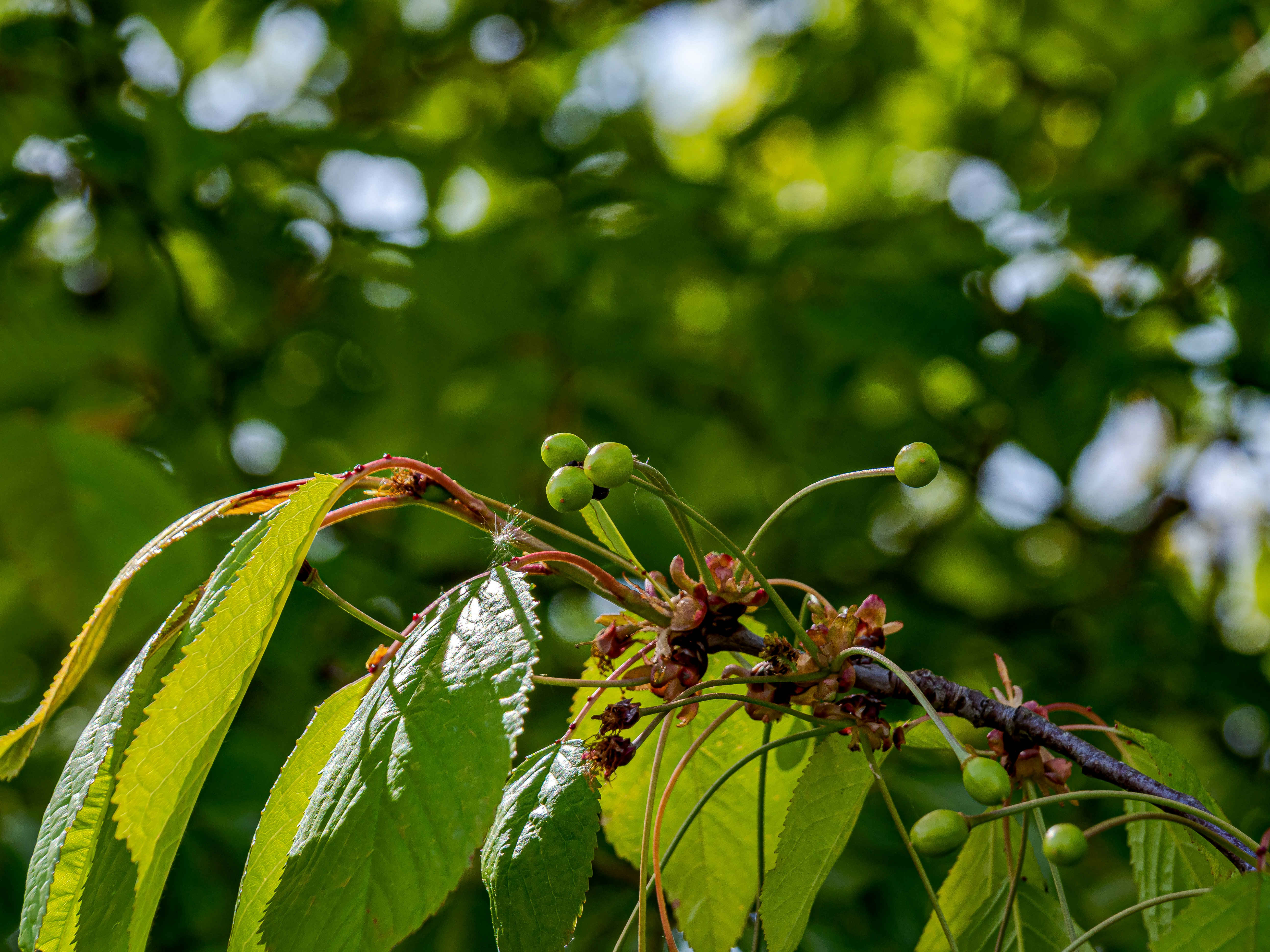Green Berries and Emerging Leaves on a Sunlit Branch