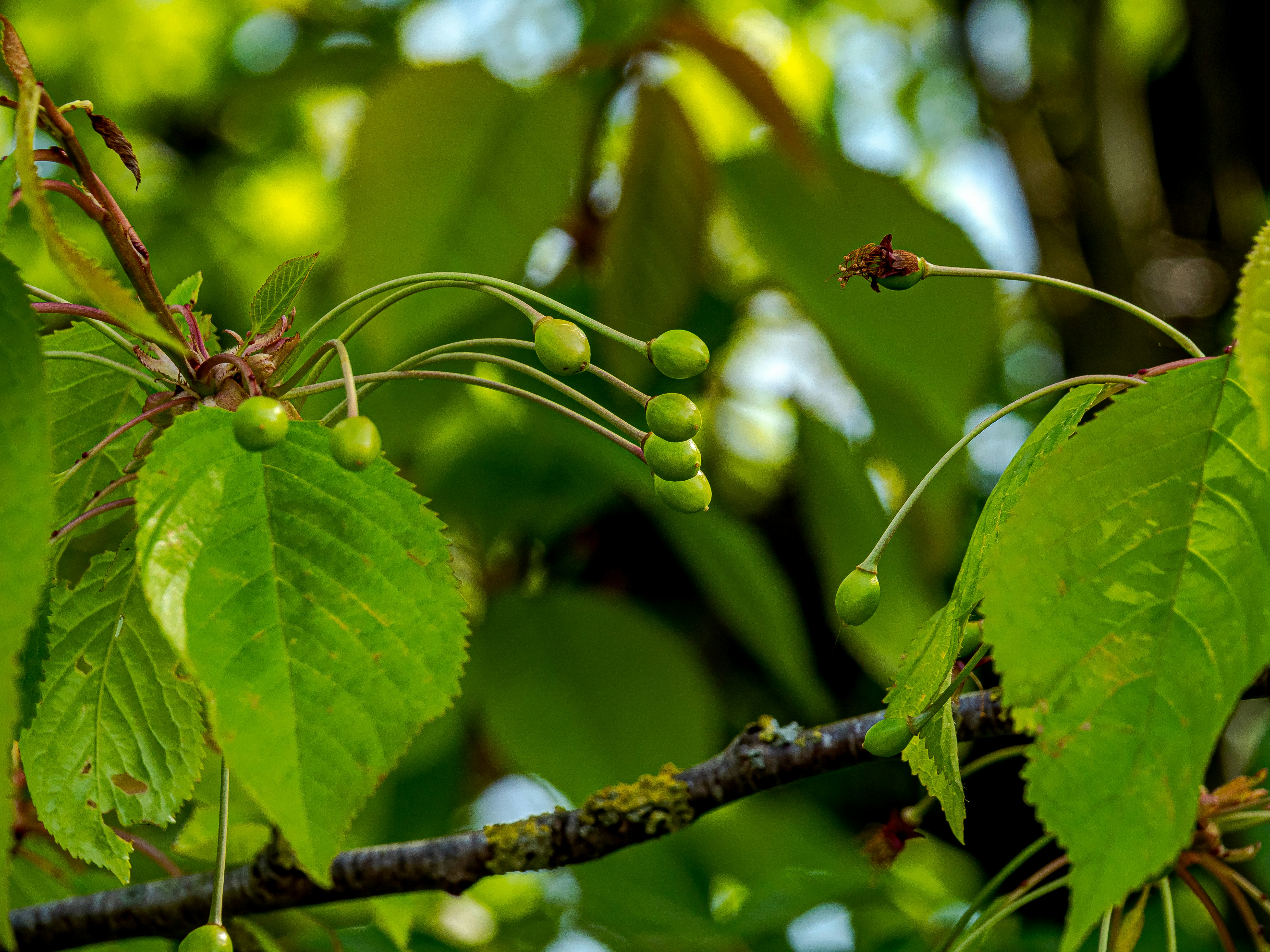 Green Berries on a Sunlit Branch