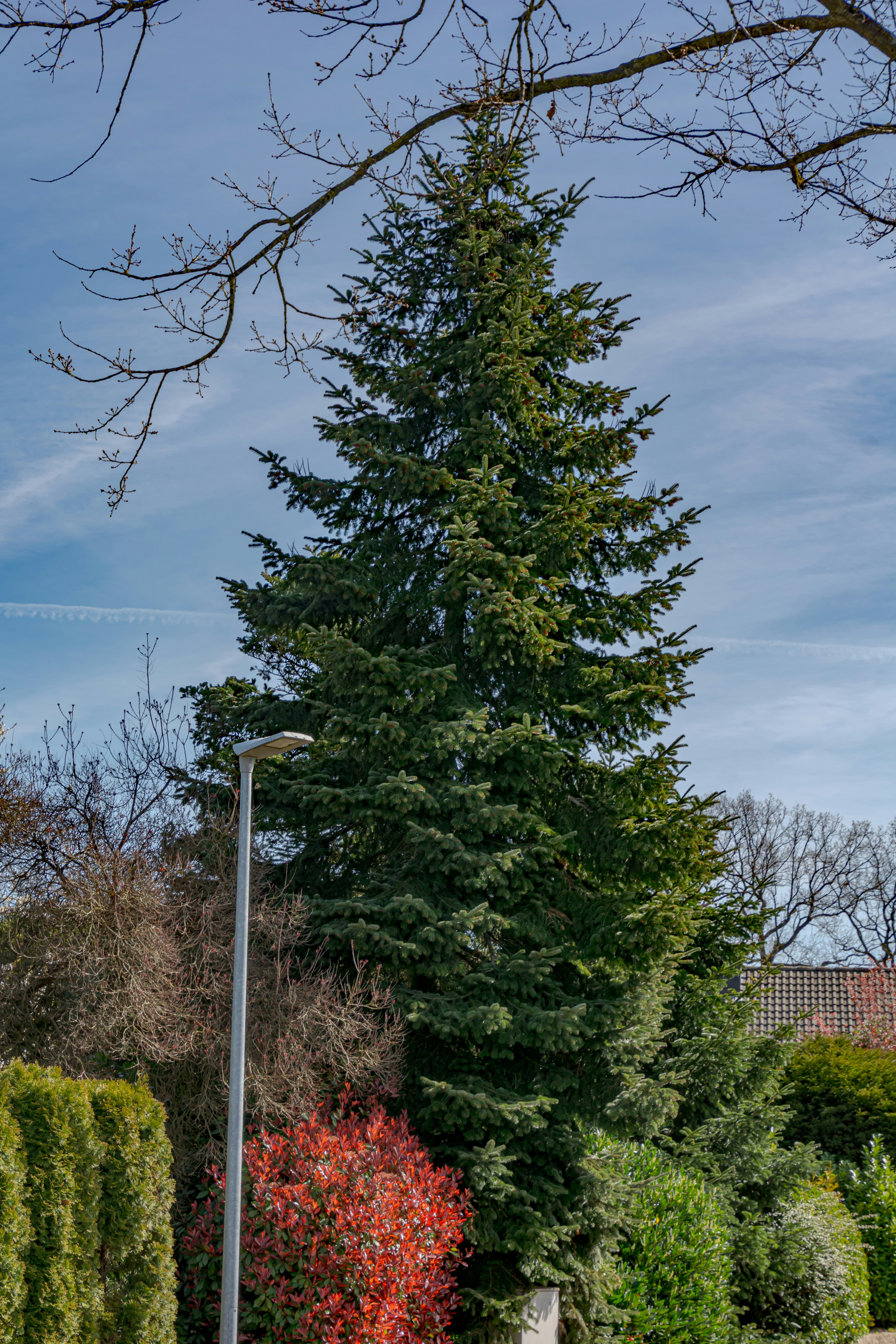 Tall Needle Monarch Rising Above the Garden: A Lone evergreen under a crisp sky