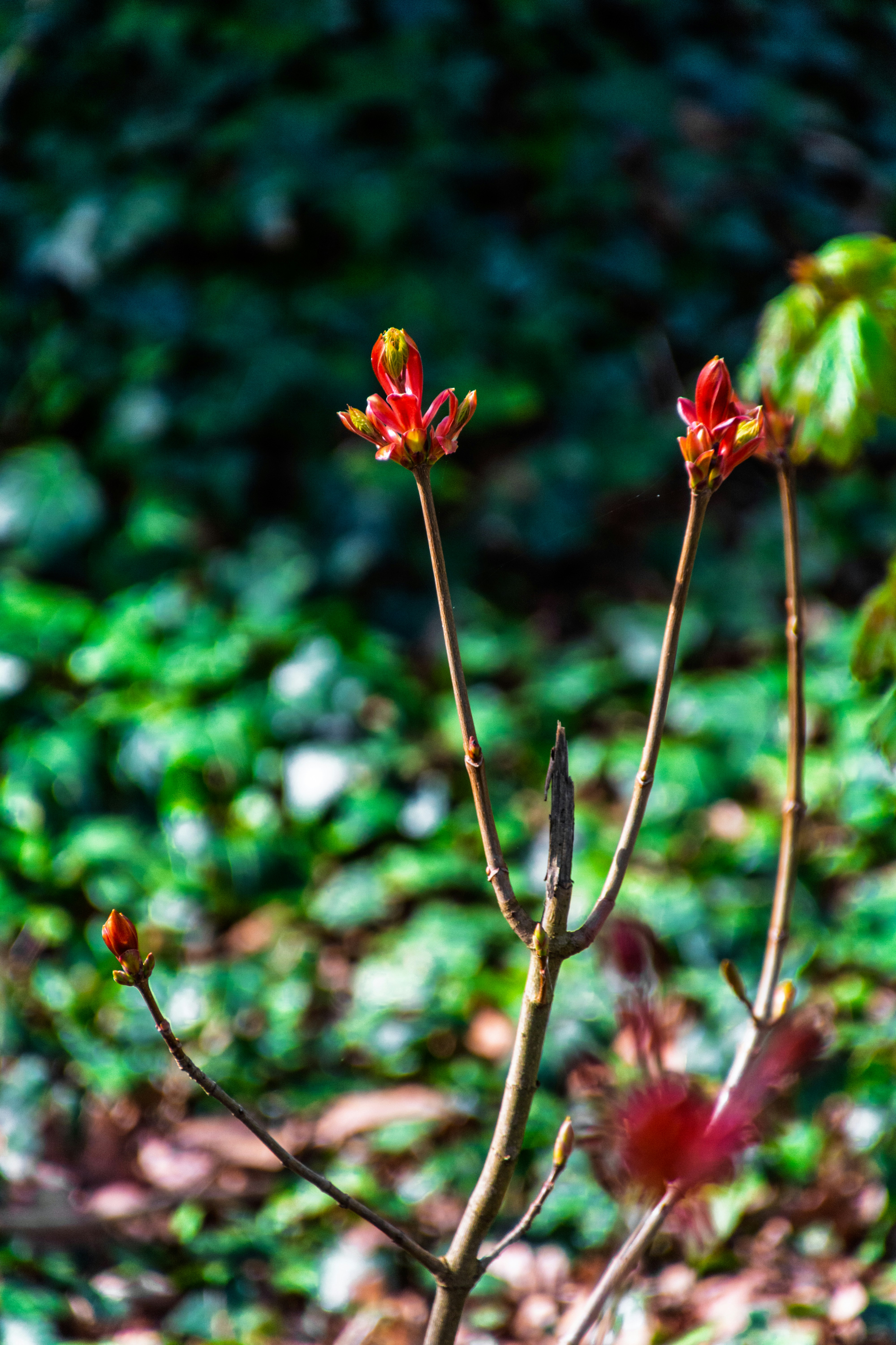 Vibrant Red Buds Reaching Toward a Sunlit Canopy