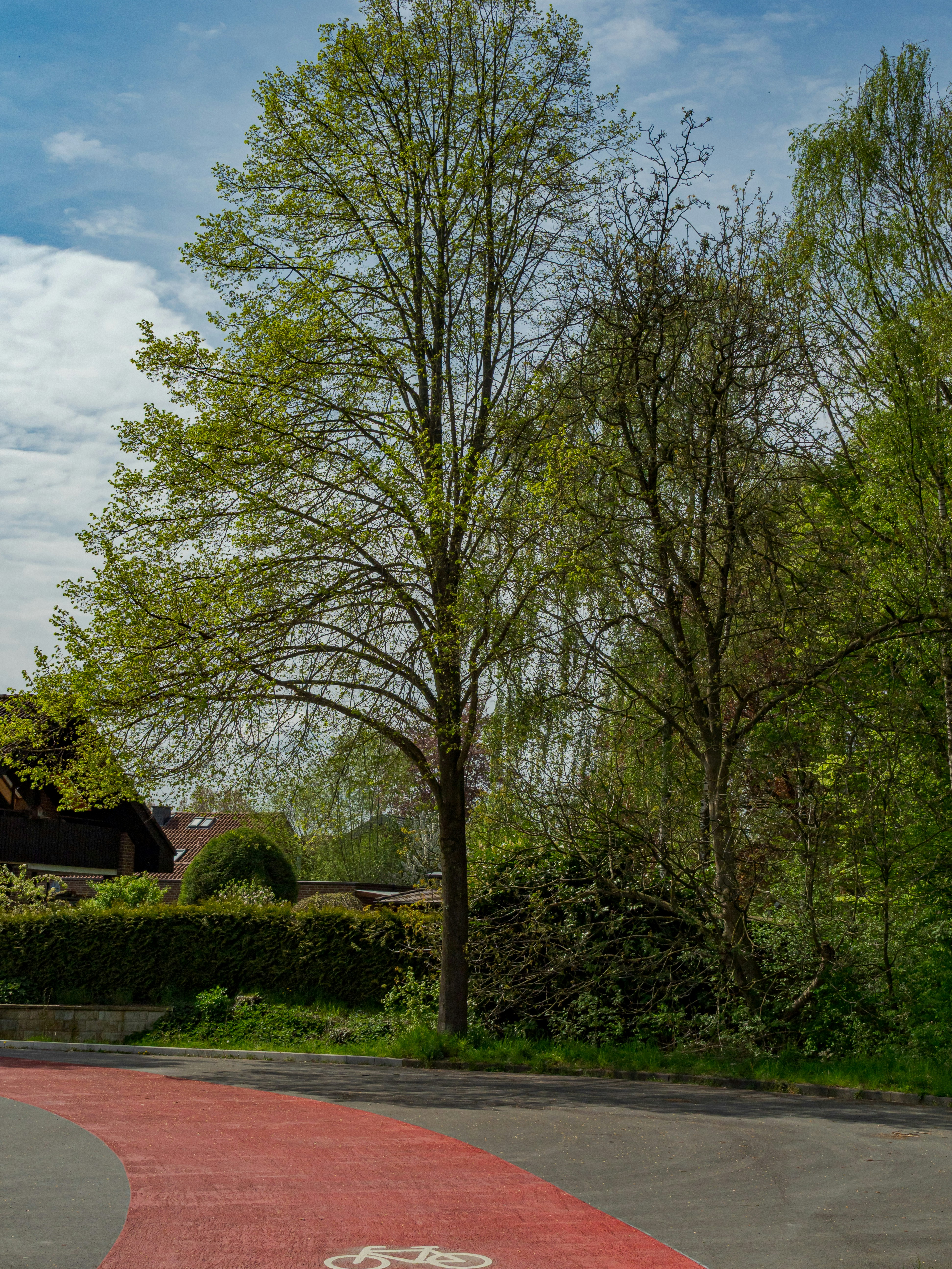 Spring Boulevard: Trees Framing a Quiet Suburban Street