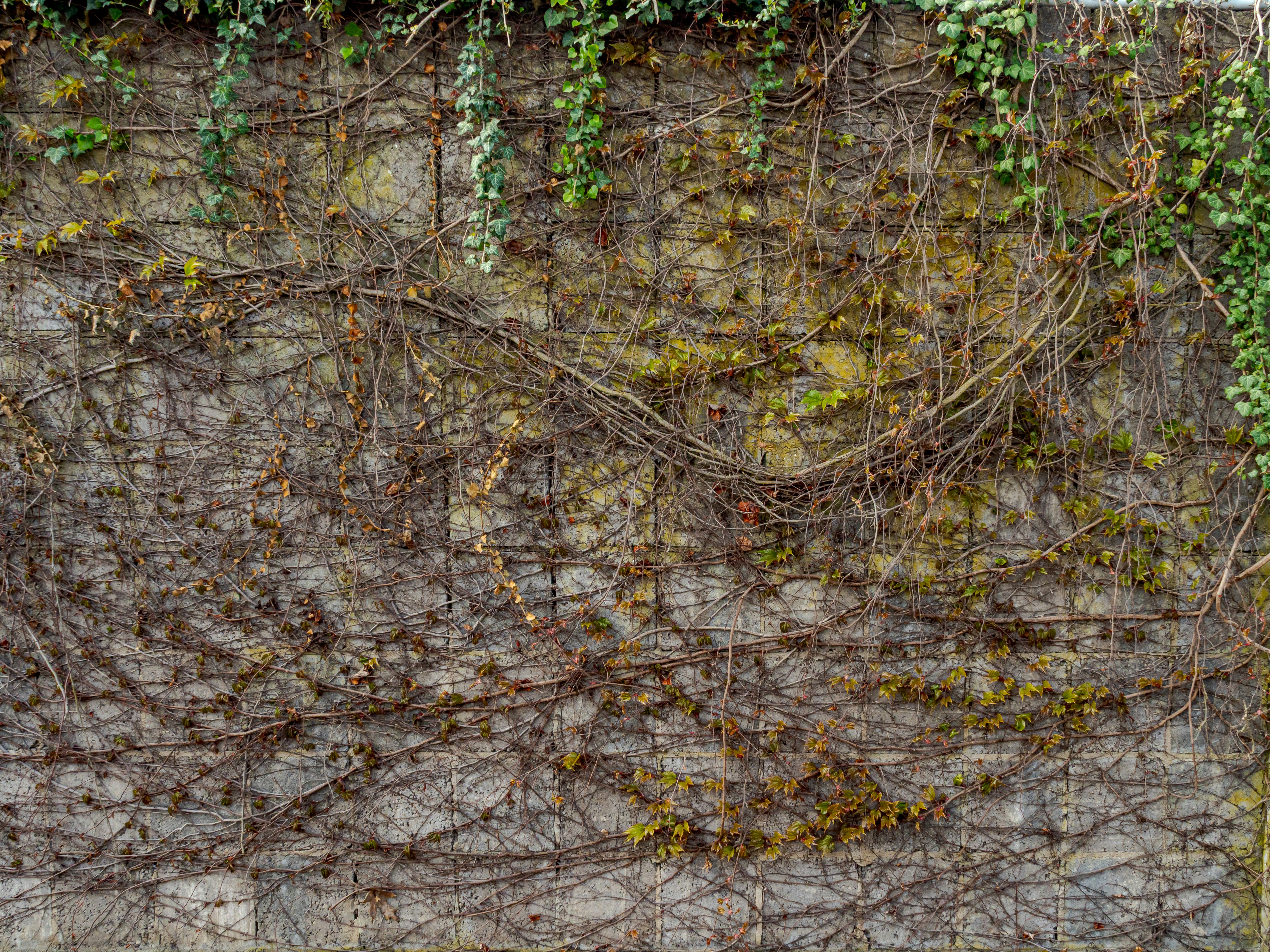 Tangled Vines on a Weathered Wall