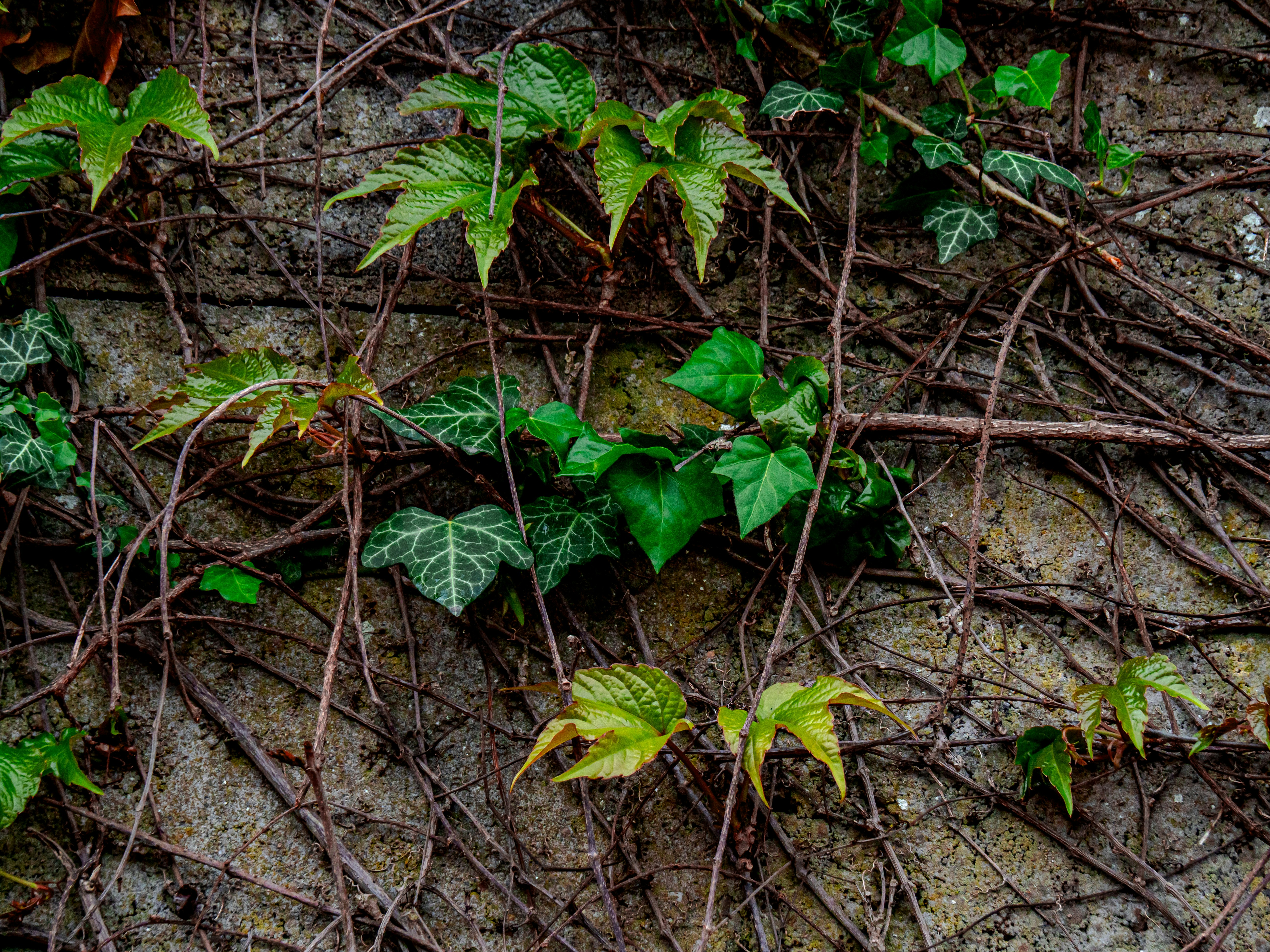 Green Veil on Weathered Concrete