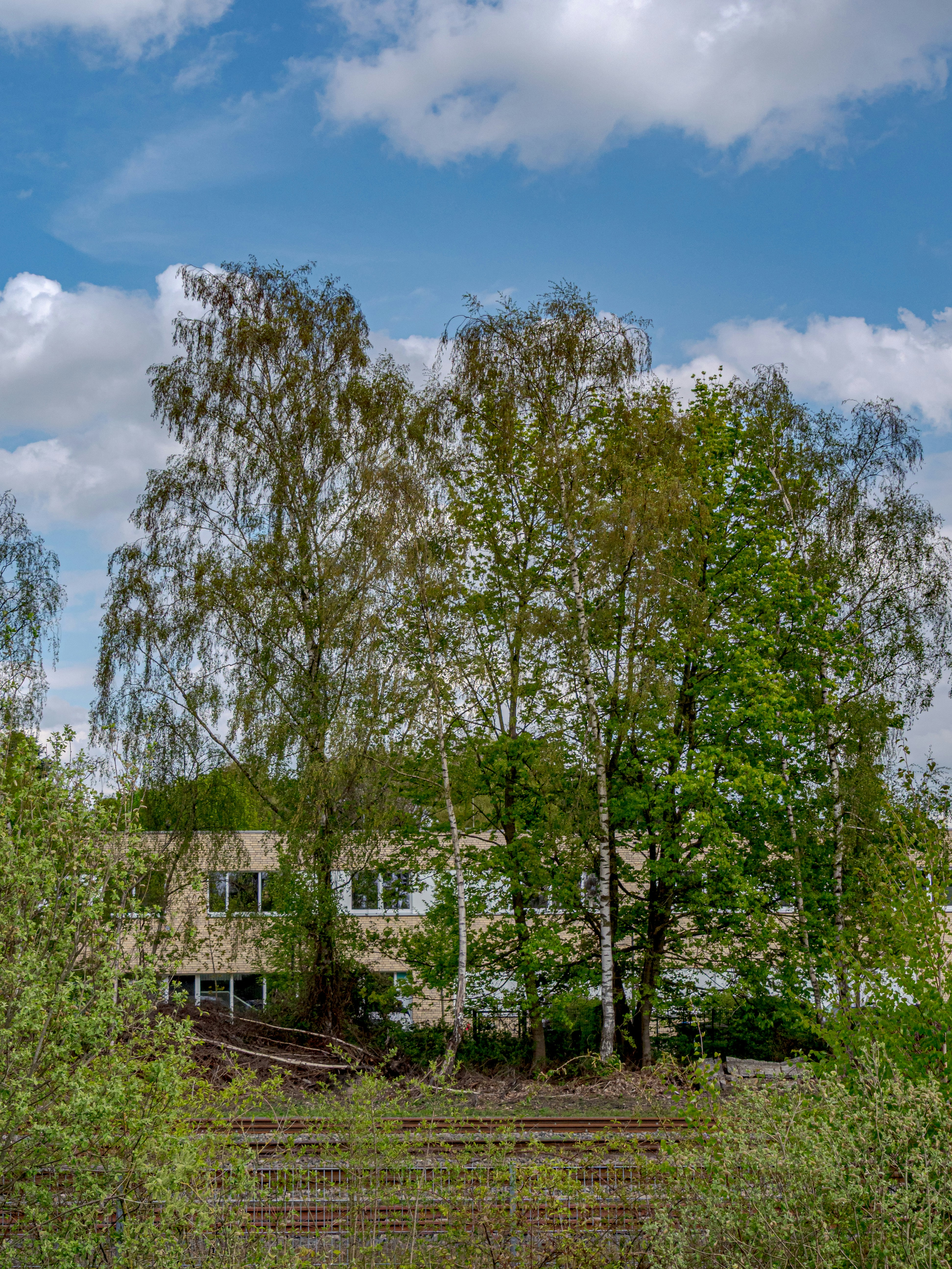 Trees Framing a Quiet Industrial Glade