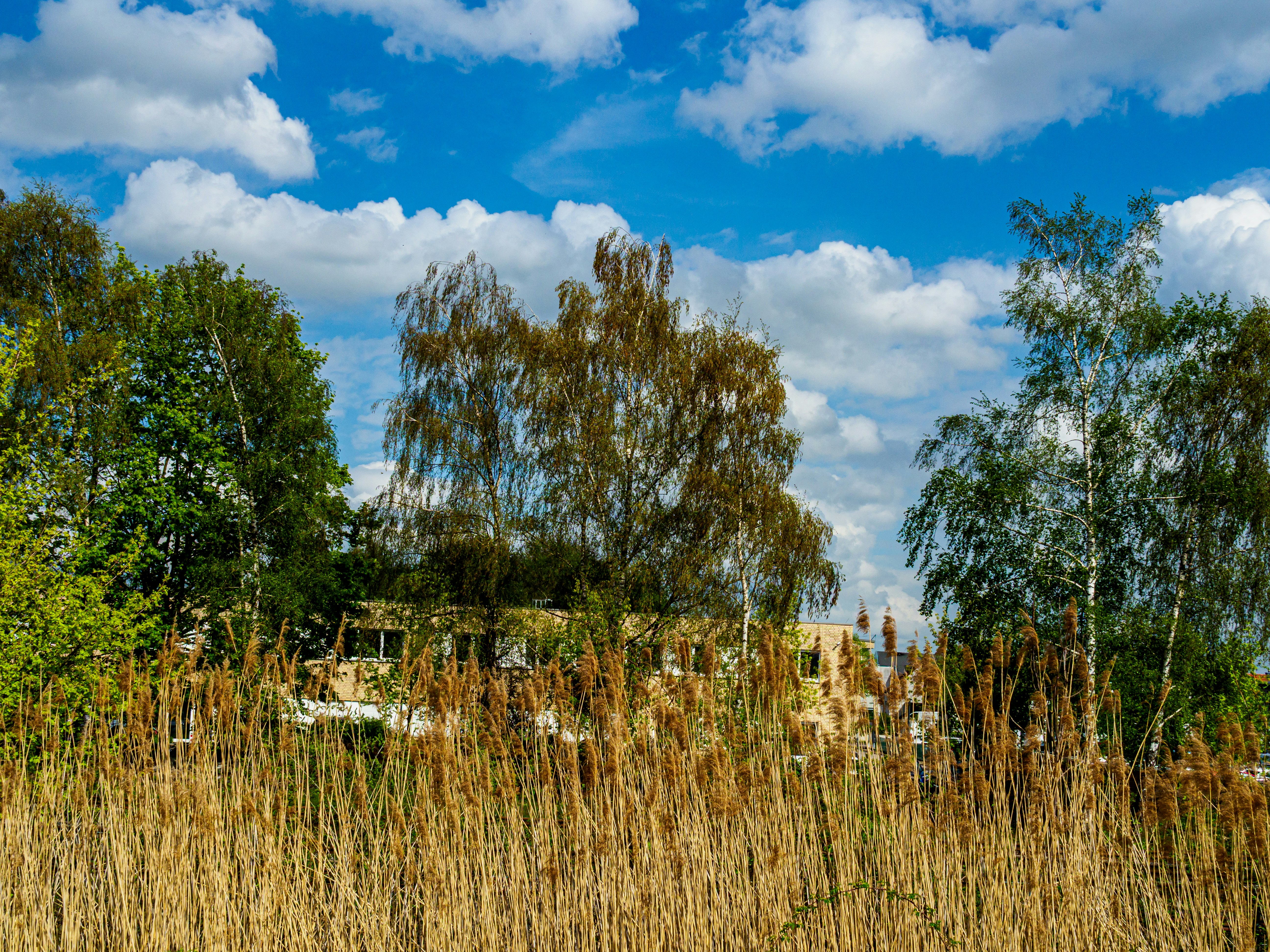 Reed Field at Distant Construction Park