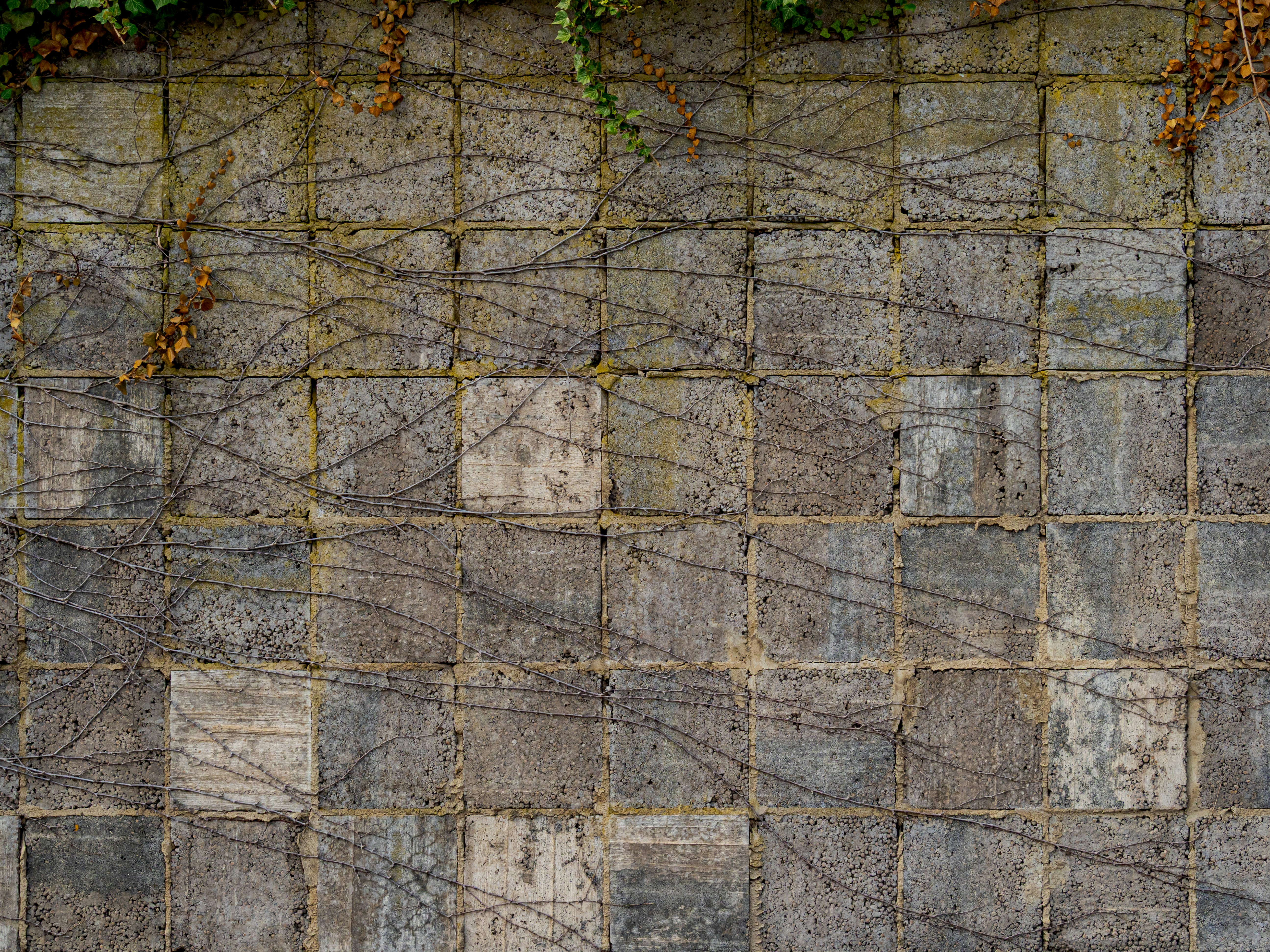 Grid of Weathered Blocks: Moss-Covered Concrete Wall