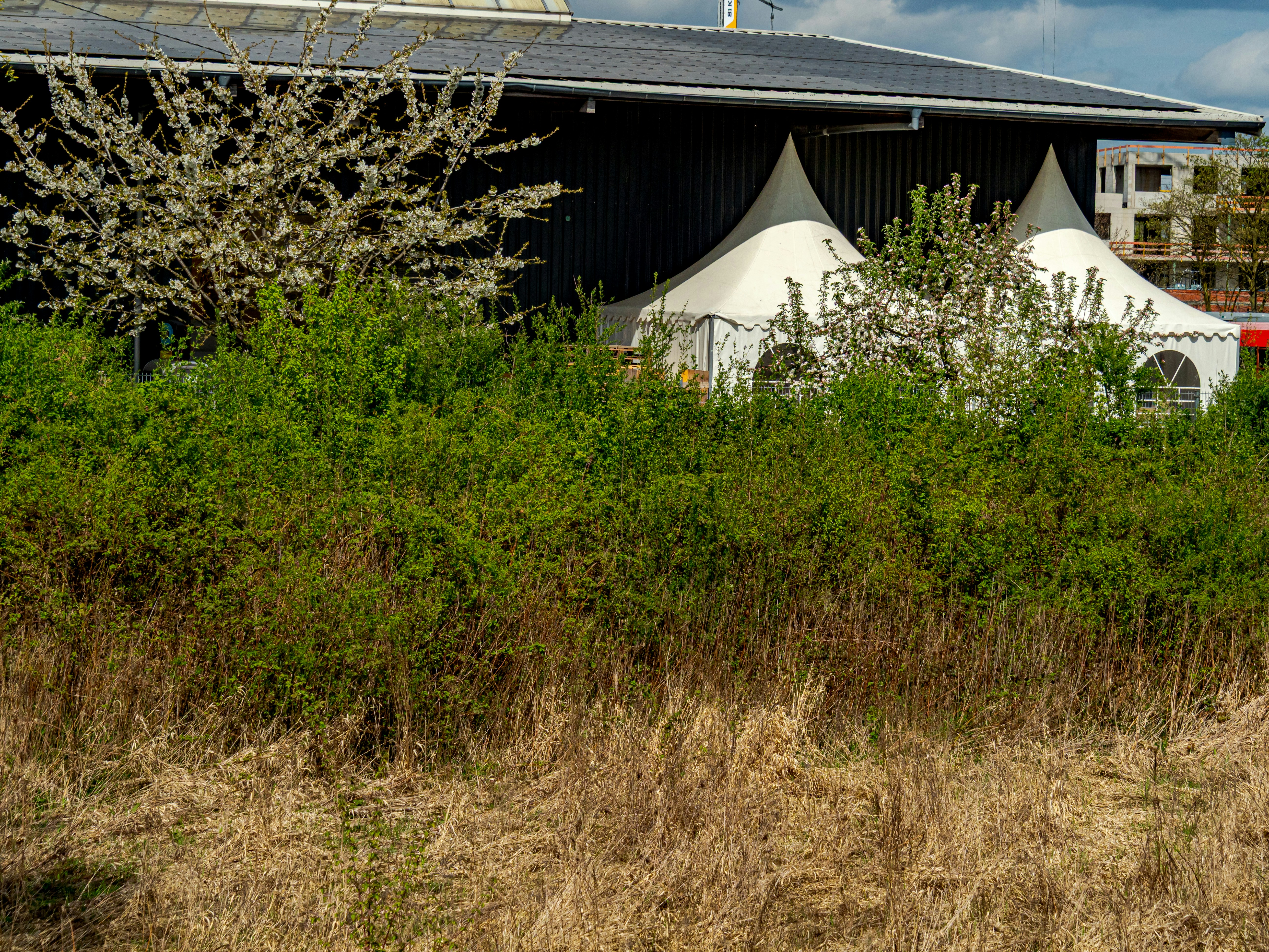 Fields of Quiet Camp and White Tents Beyond the Hedge