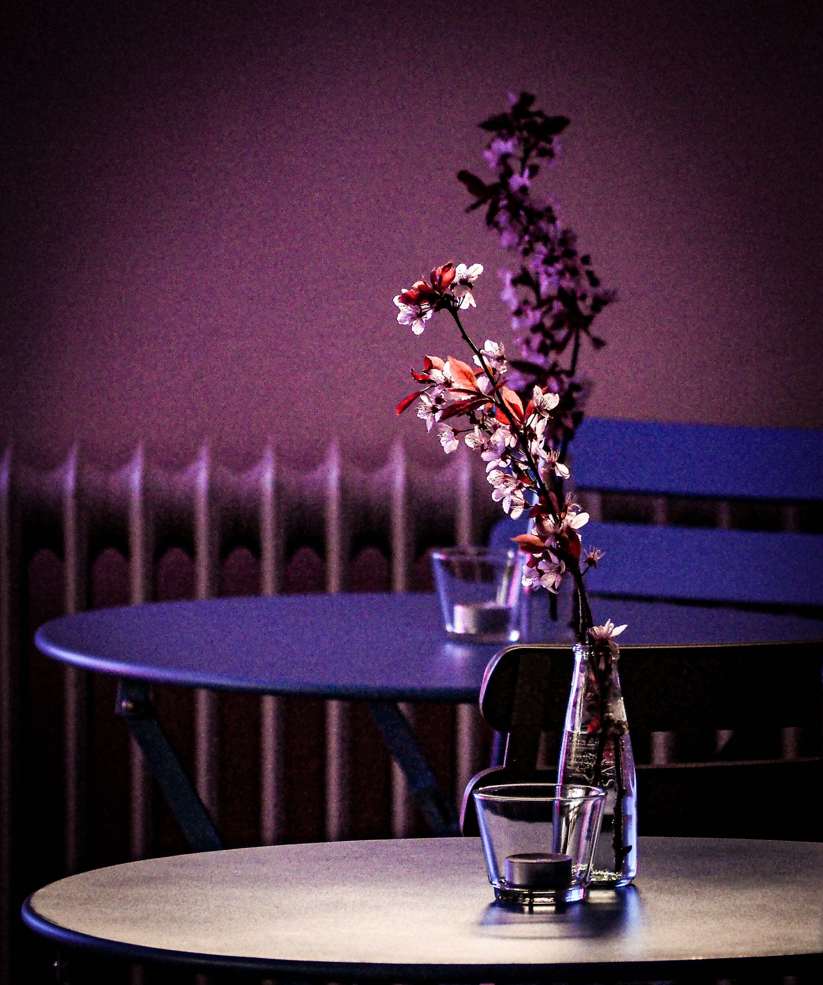 Blossoms in a Quiet Café Glow