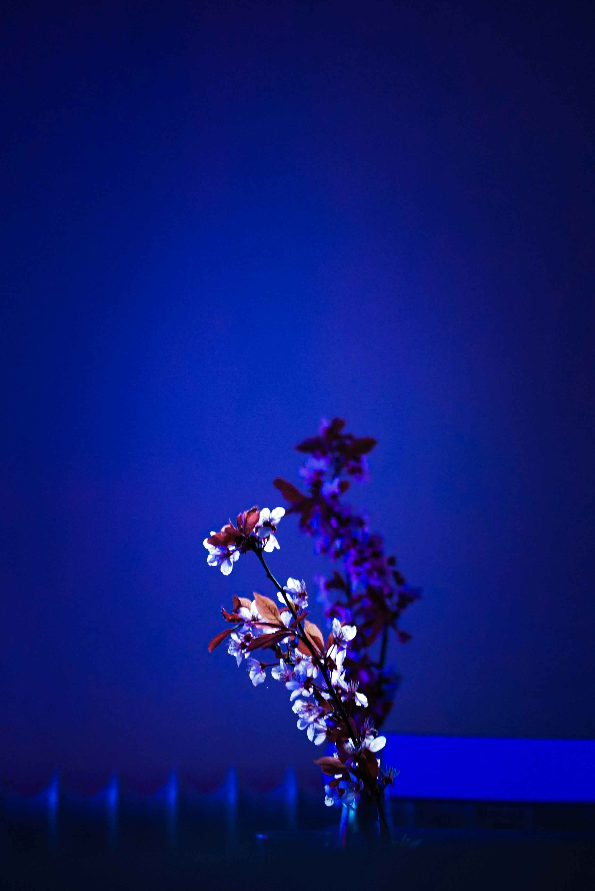 Blue-lit Bloom: A Streak of Petals against Velvet Night