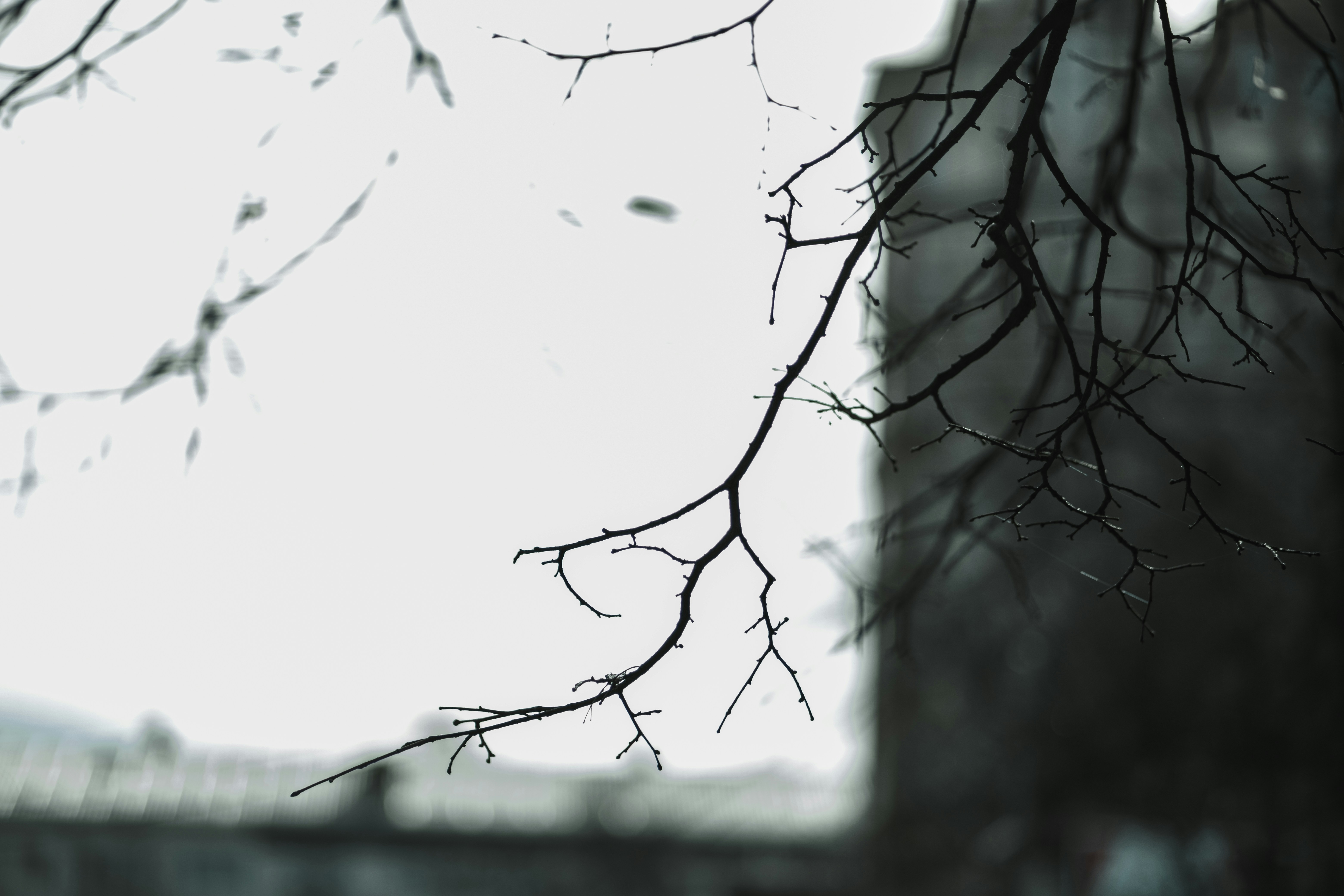 Bare Branches Reach into the Light