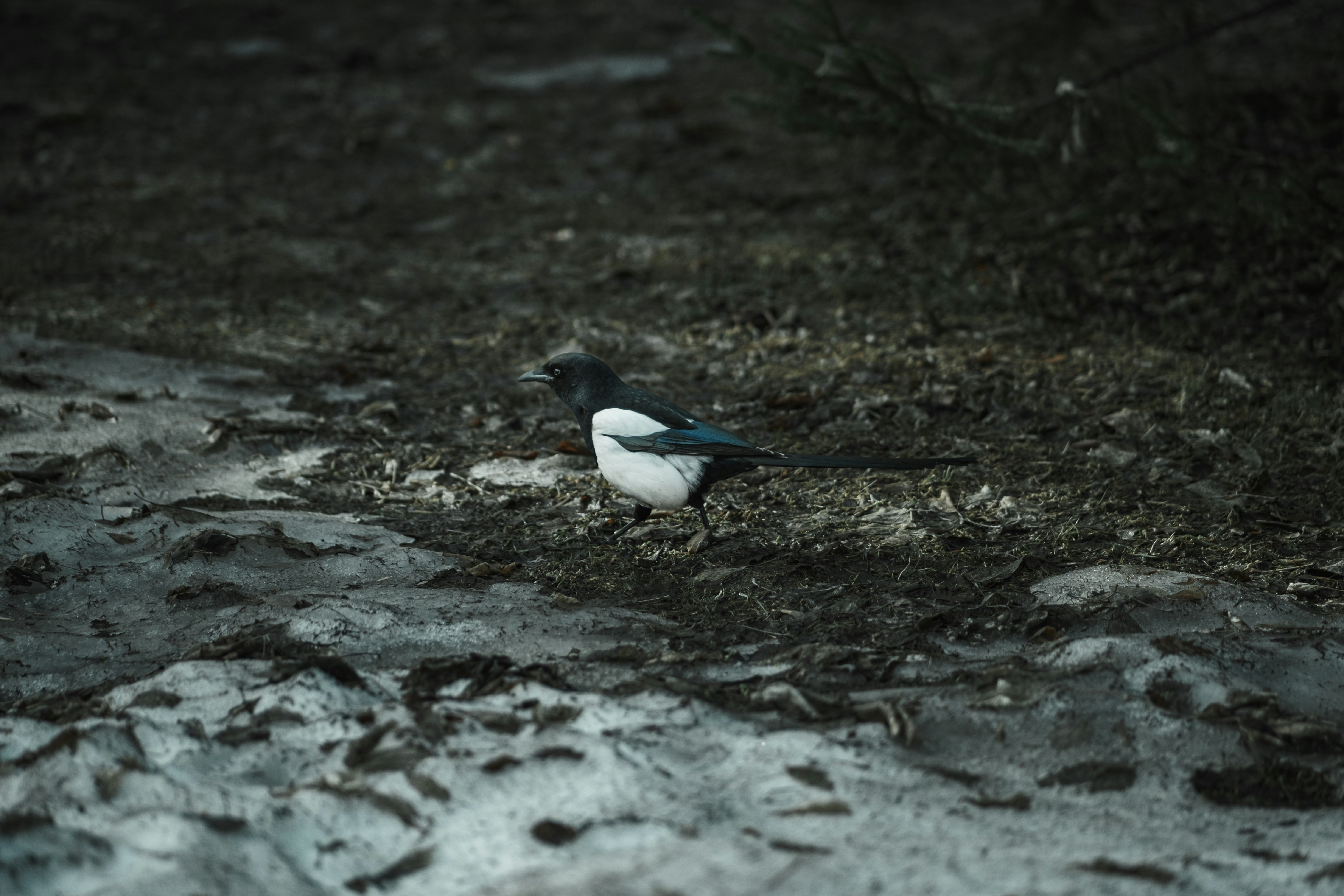 A lone Ringed Dipper on a Moonlit Shore