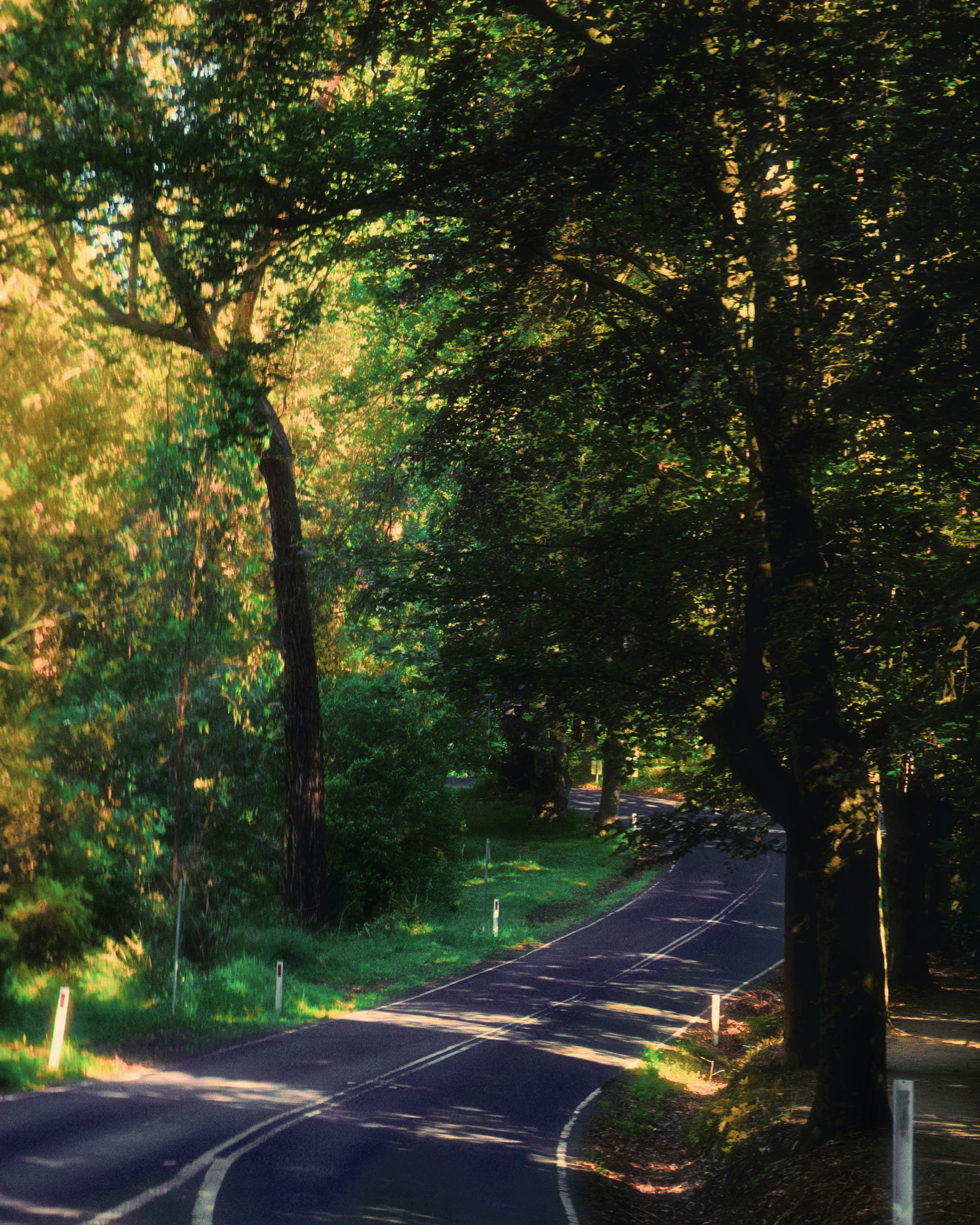 Meandering Forest Road Beneath Dappled Light