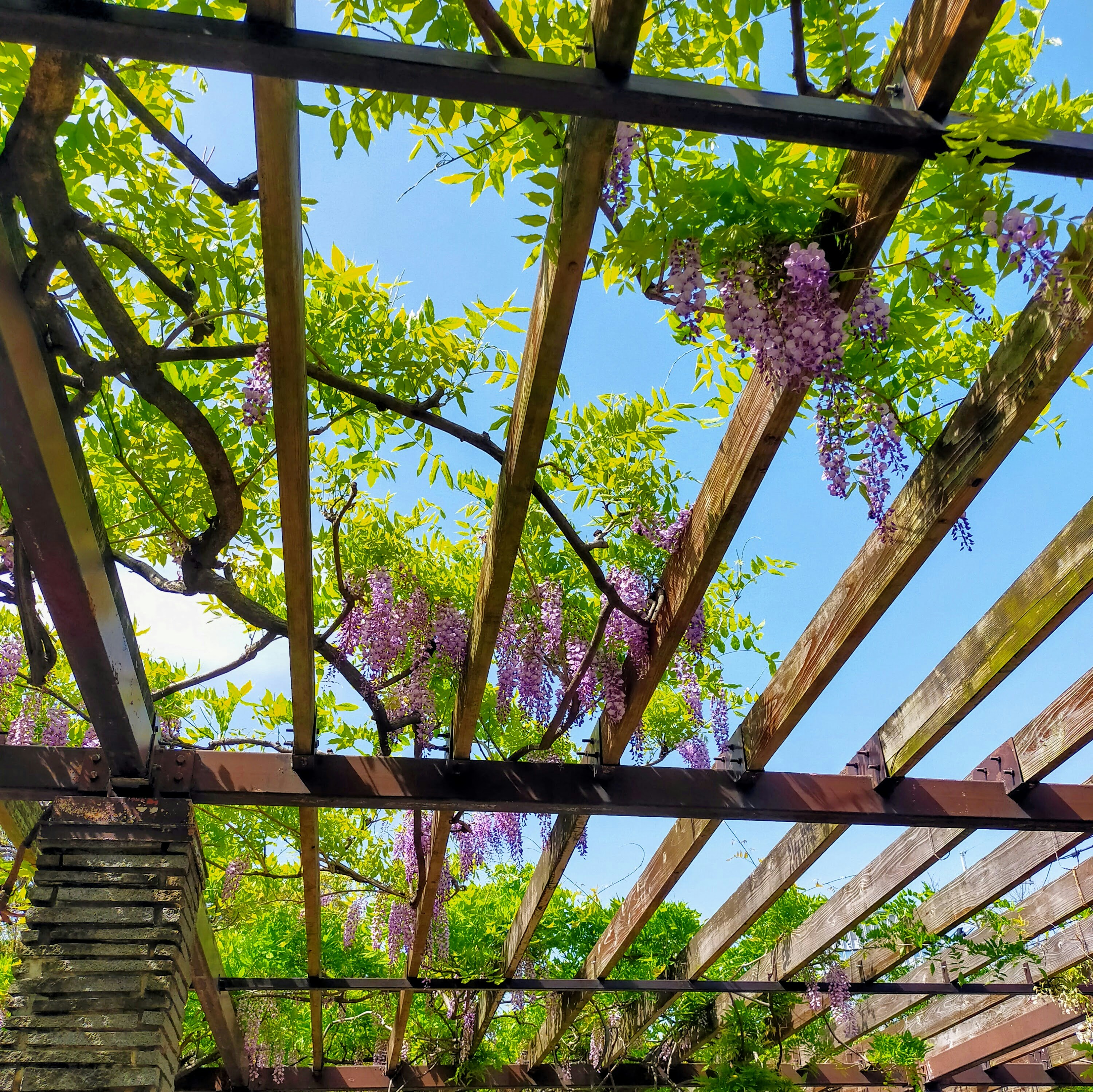 Vines Amid Wooden Beams: Sunlit Lattice with Fresh Greenery