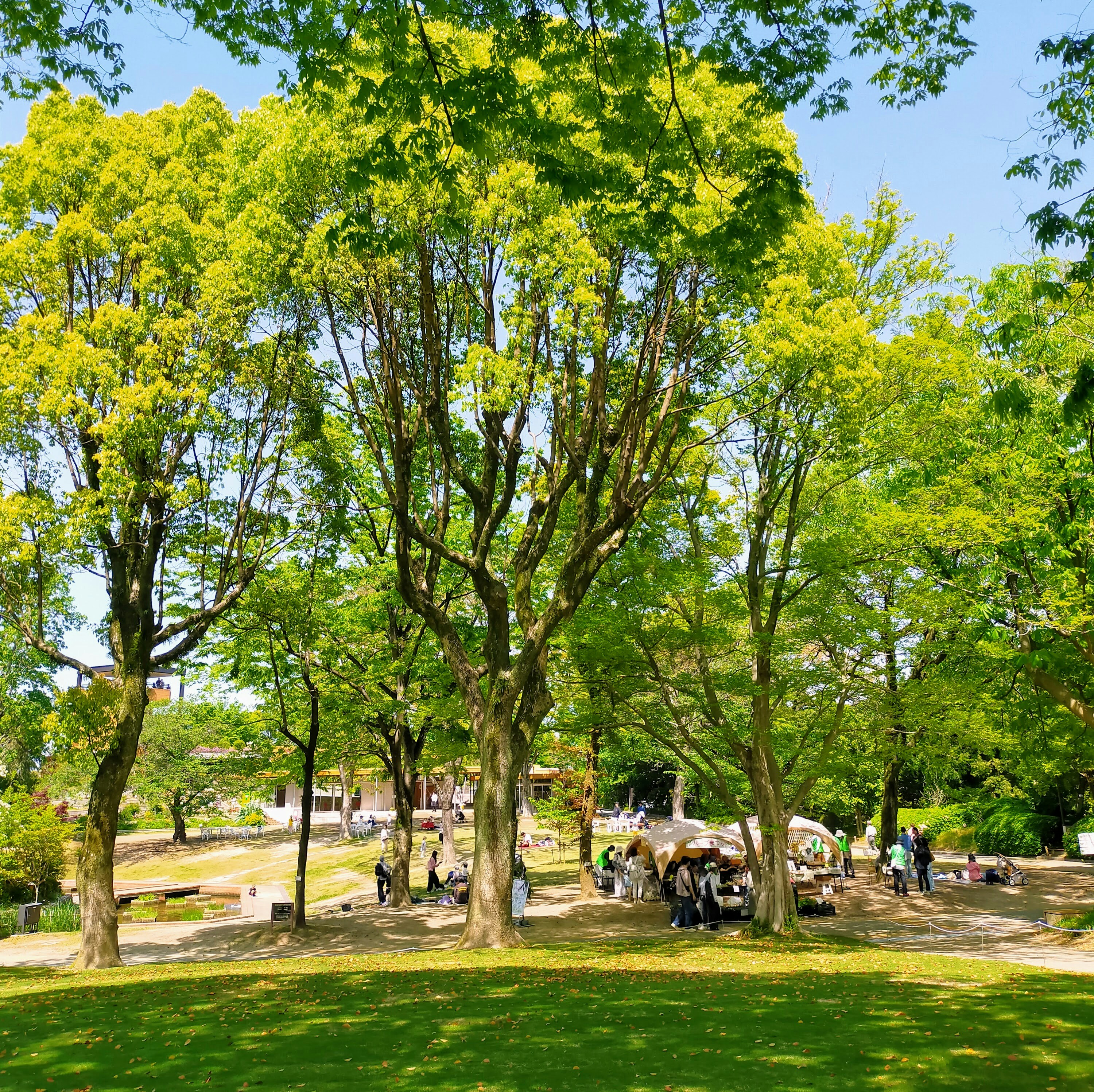 Sunlit Canopy and Community Picnic in a Verdant Park