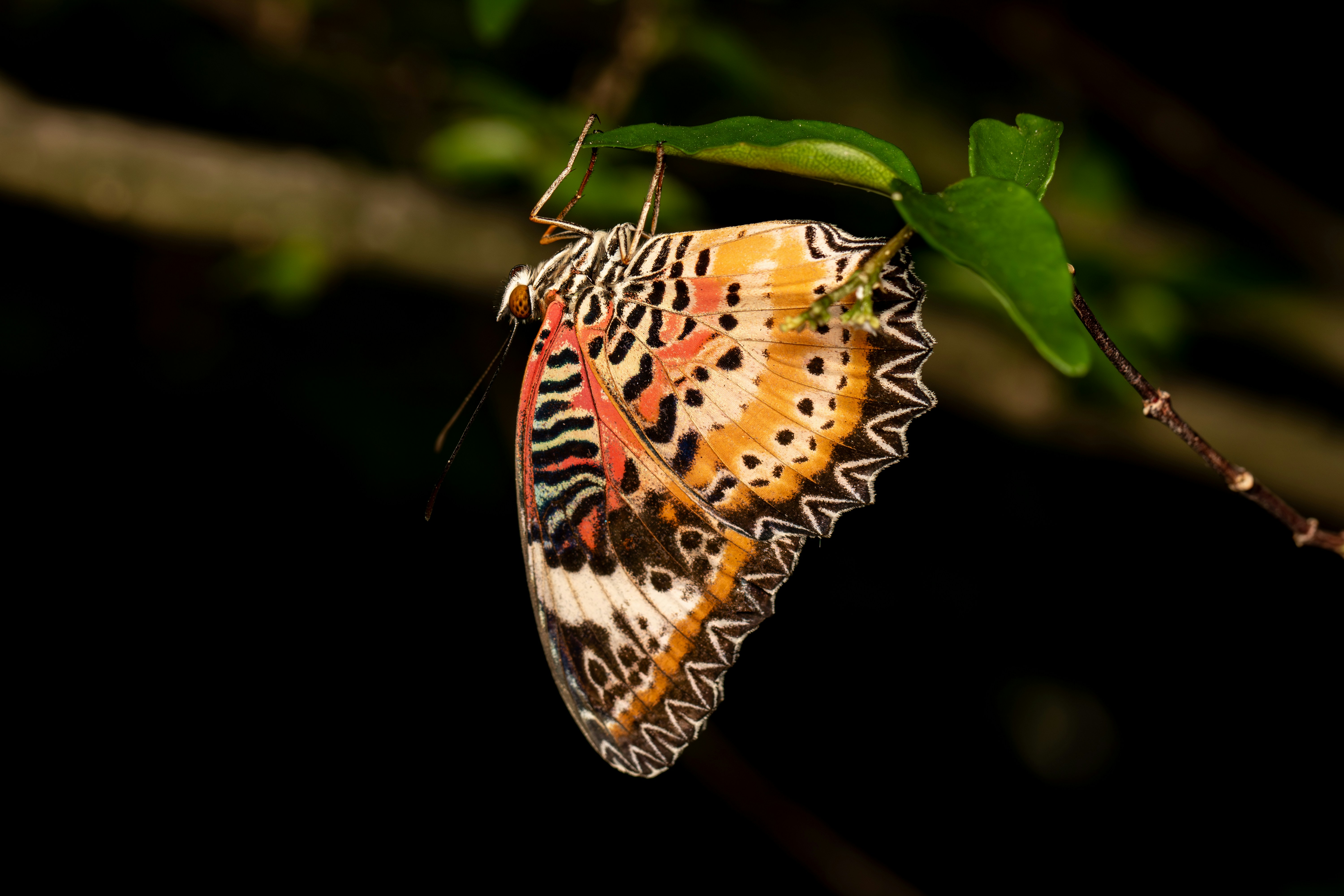 Desert Neon: A Painted Lady Clings to a Twig
