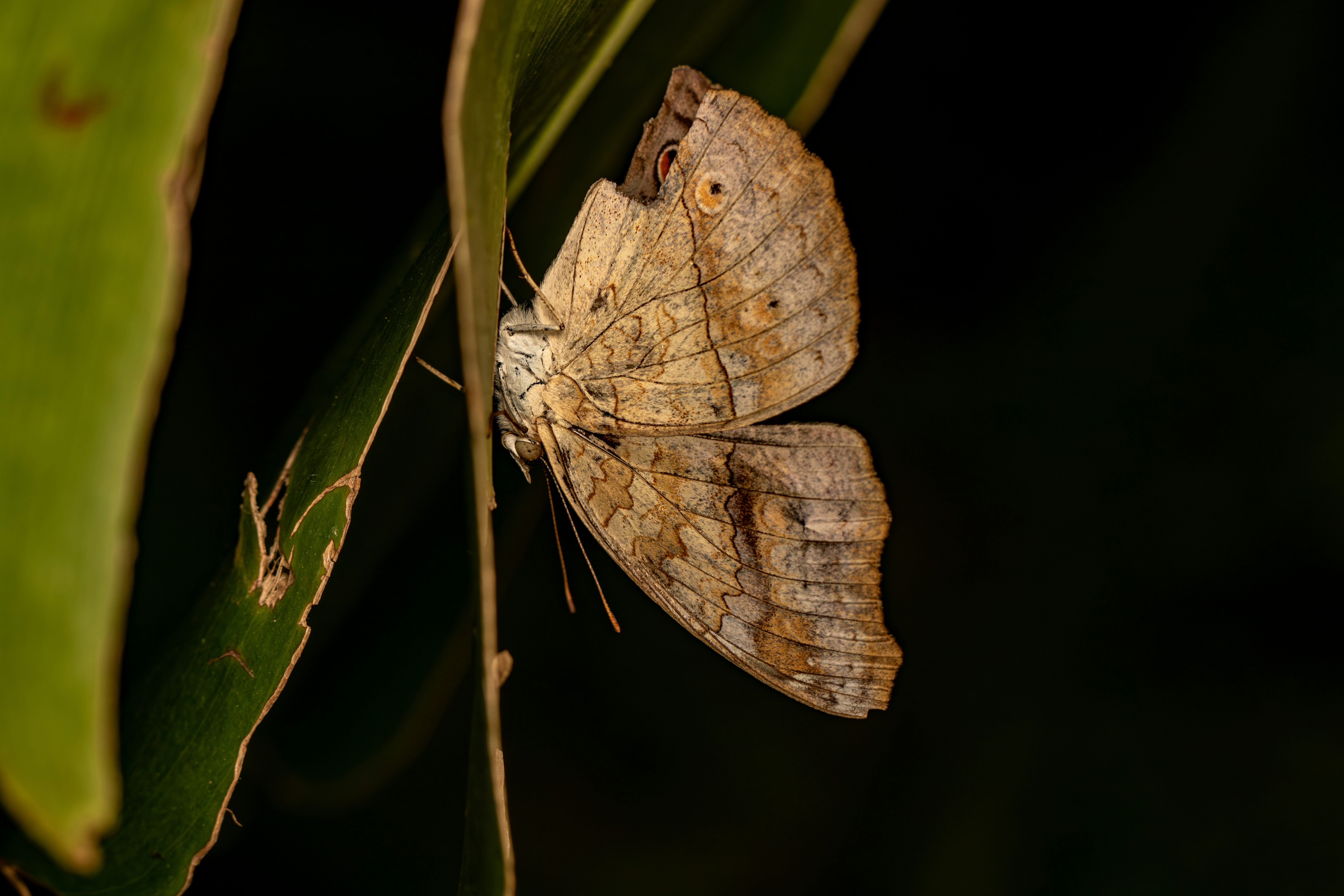 Muted Camouflage: A Brown Butterfly Clinging to a Vein of Green