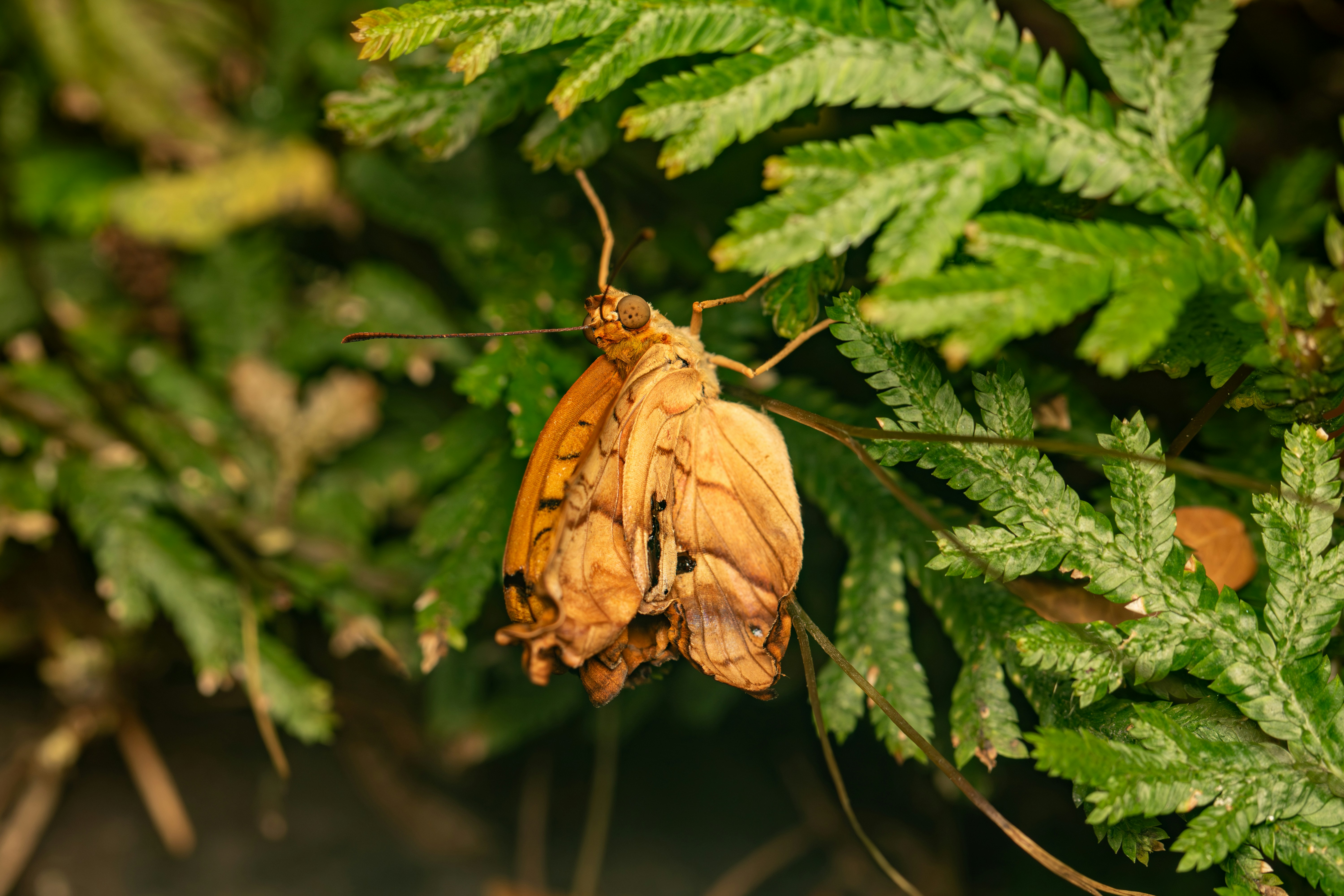 Leafy Spotlight: a brown butterfly resting on fern fronds